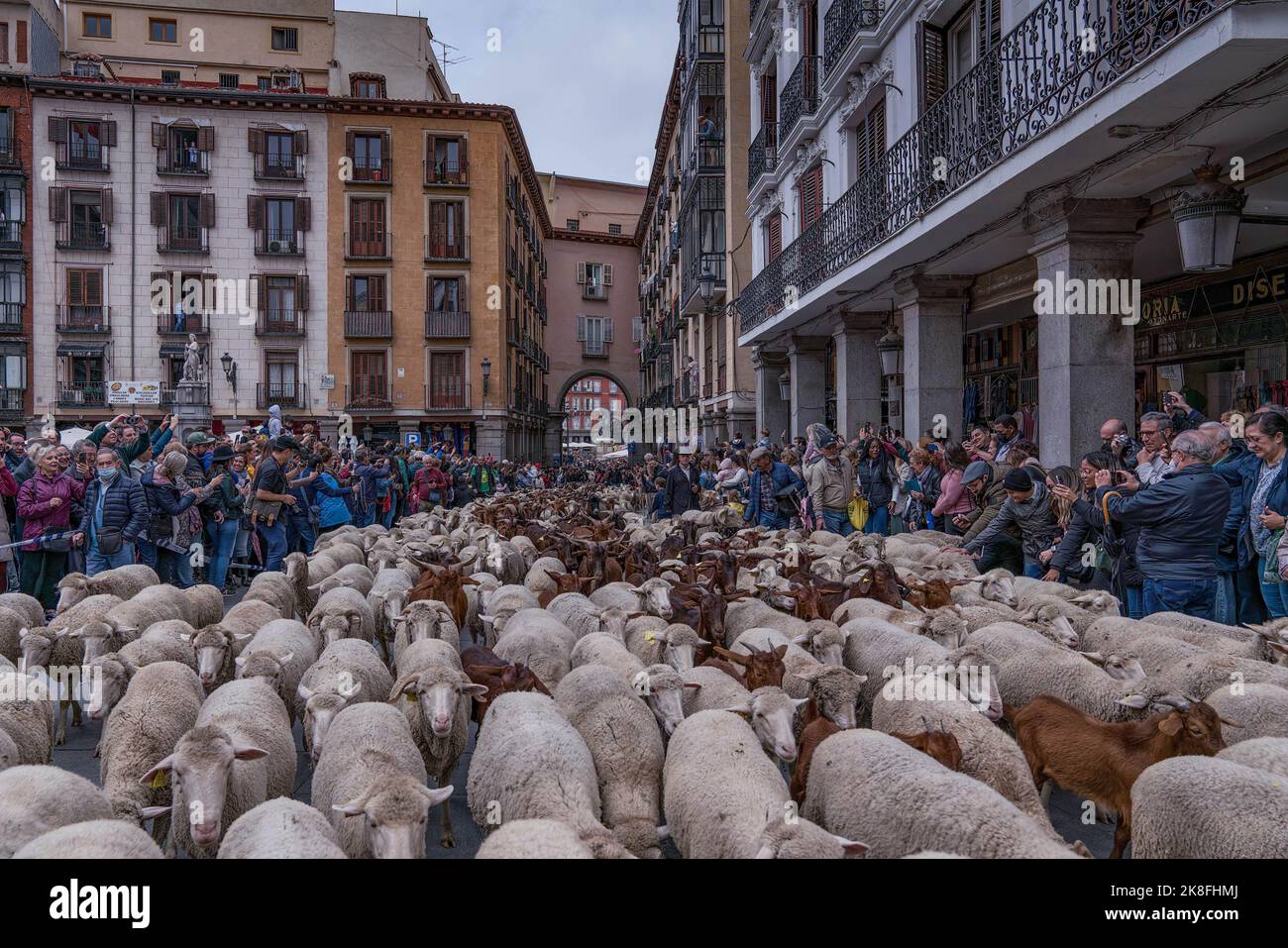 Madrid, Spain. 23rd Oct, 2022. A transhumant herd of goats and sheep ...