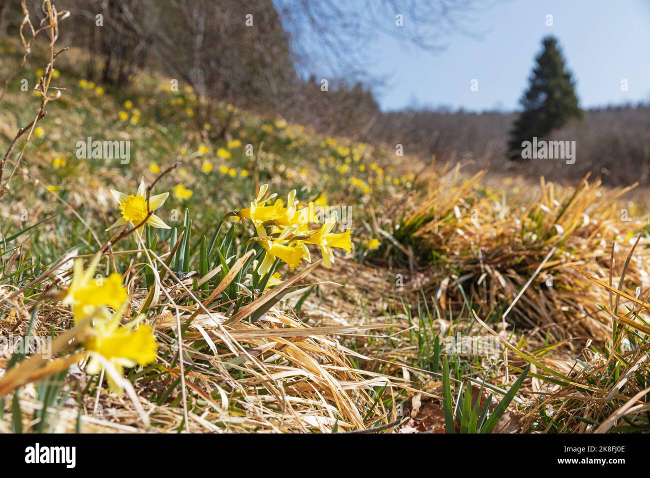 Wild daffodils blooming in forest Stock Photo - Alamy