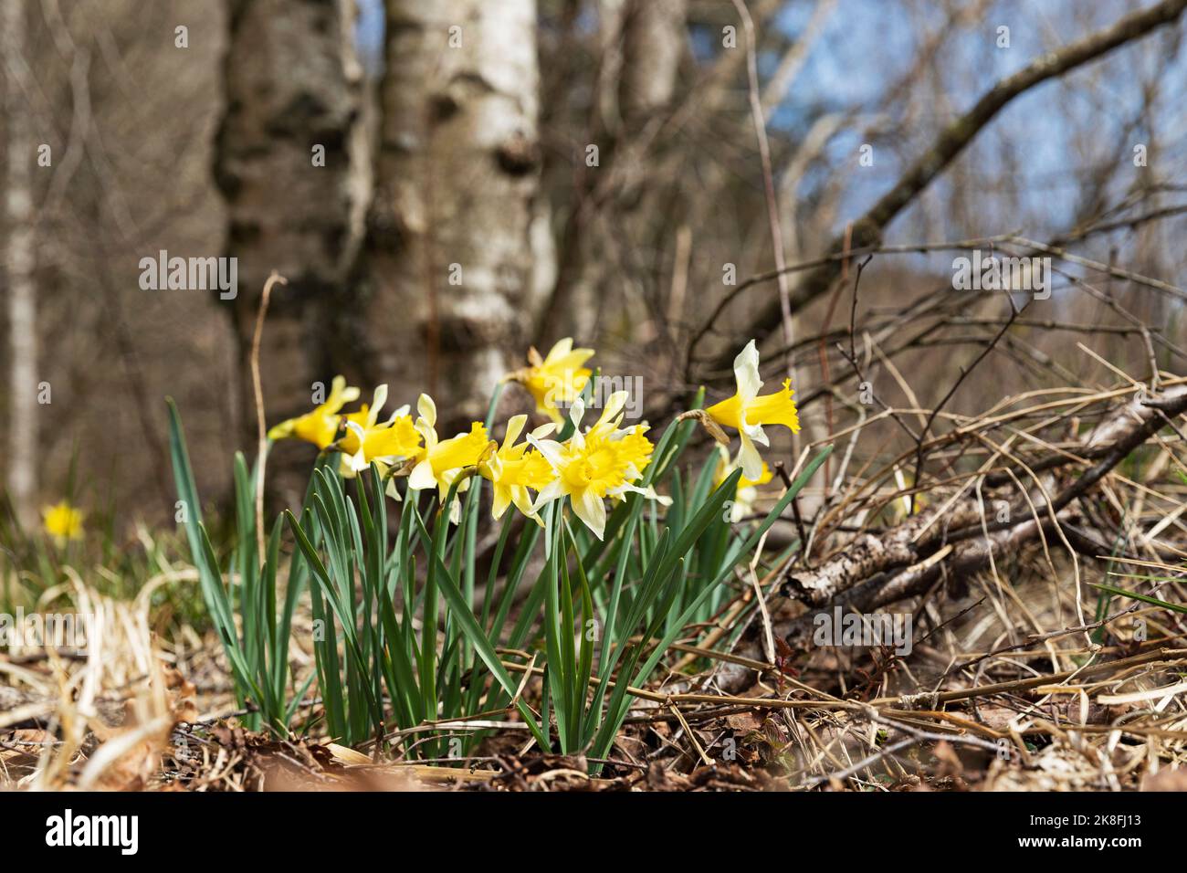 Daffodils blossom on forest hi-res stock photography and images - Alamy