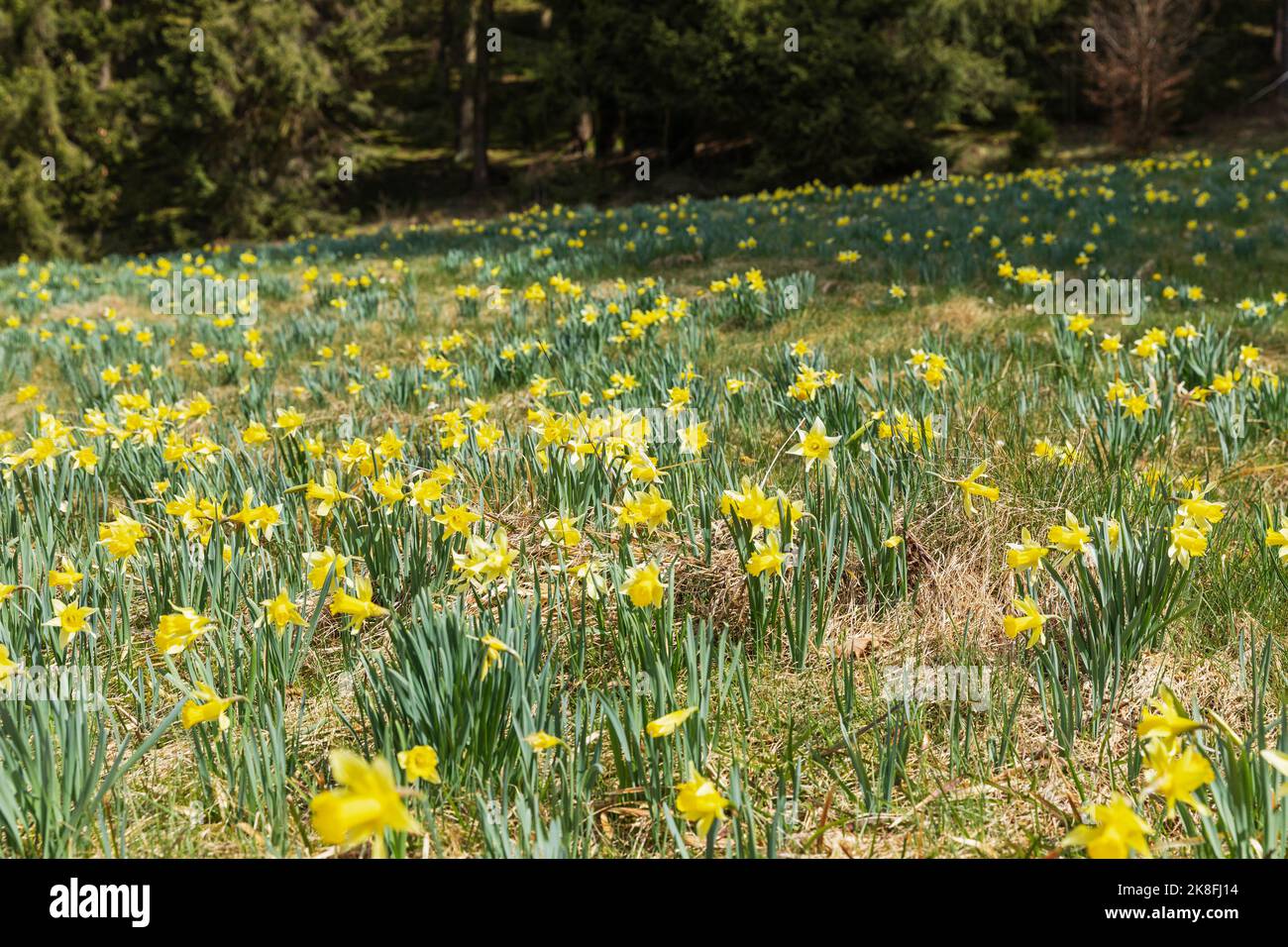 Daffodils in the forest hi-res stock photography and images - Alamy