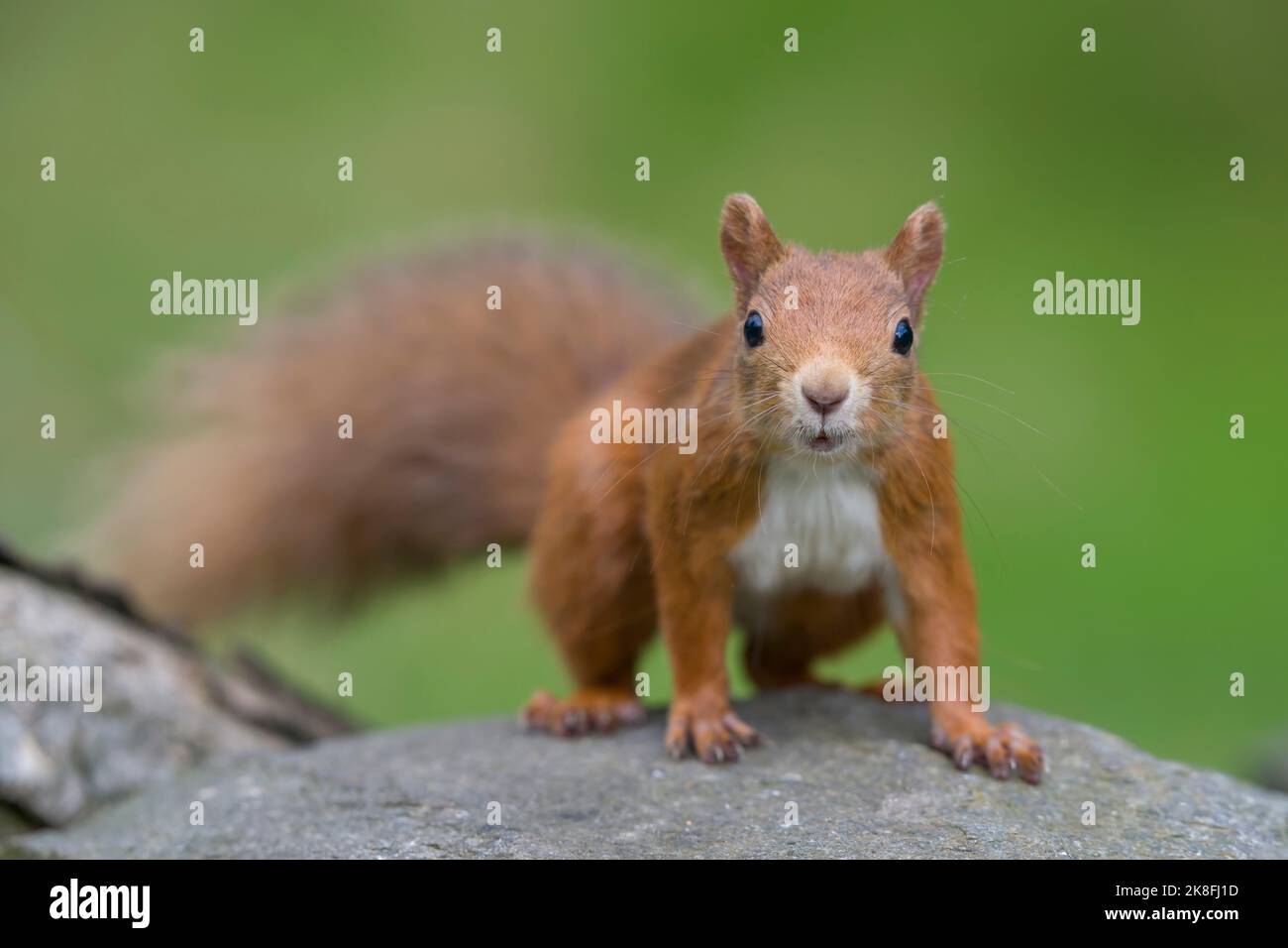 Portrait of red squirrel (Sciurus vulgaris) standing outdoors Stock ...