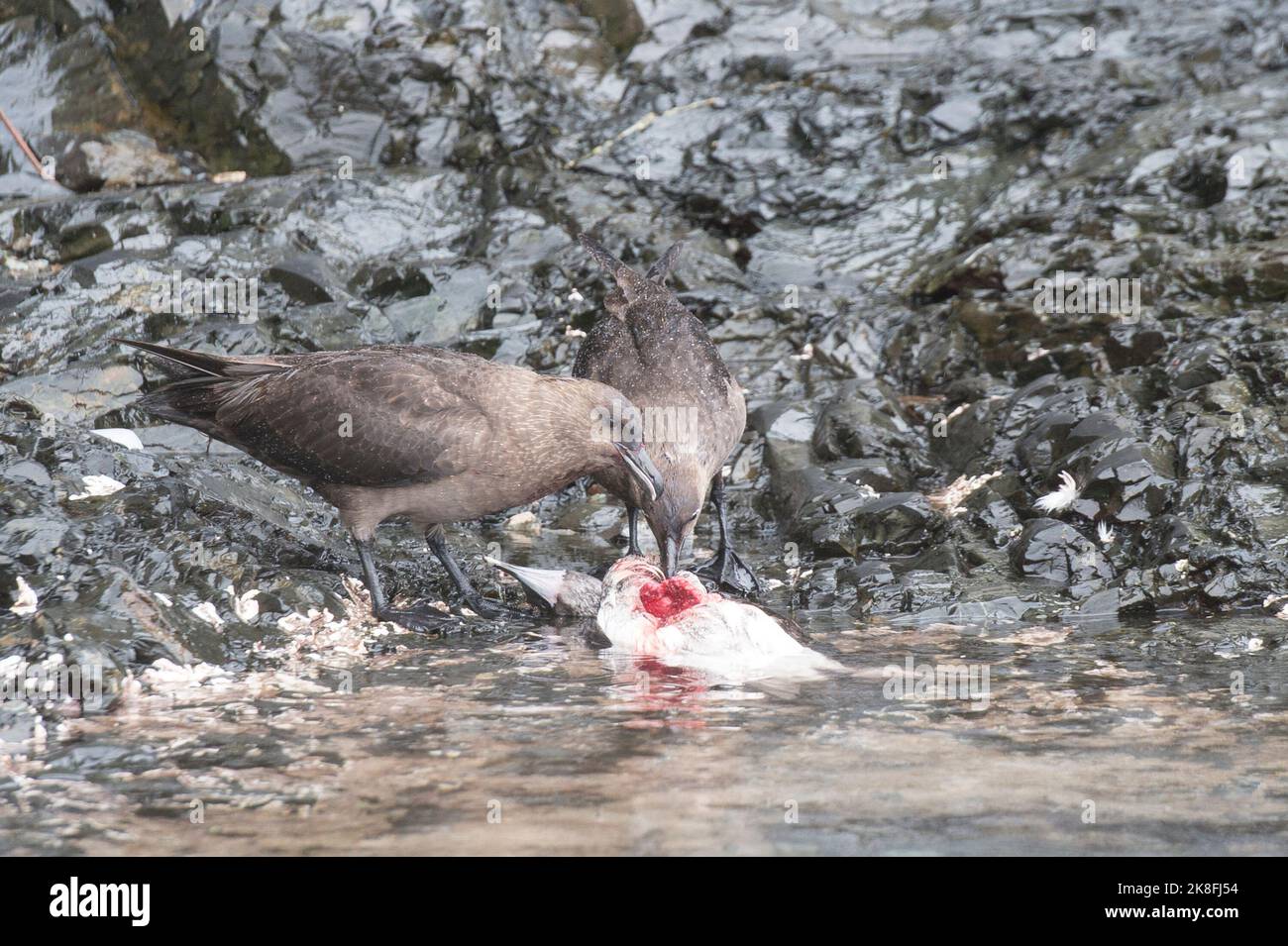 Great or giant Skua, Stercorarius skua, eating an Antarctic shag ...
