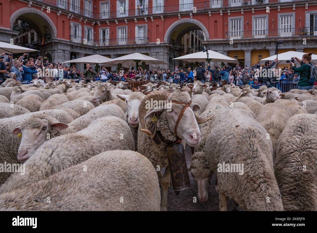A transhumant herd of goats and sheep, in the Plaza Mayor for first ...
