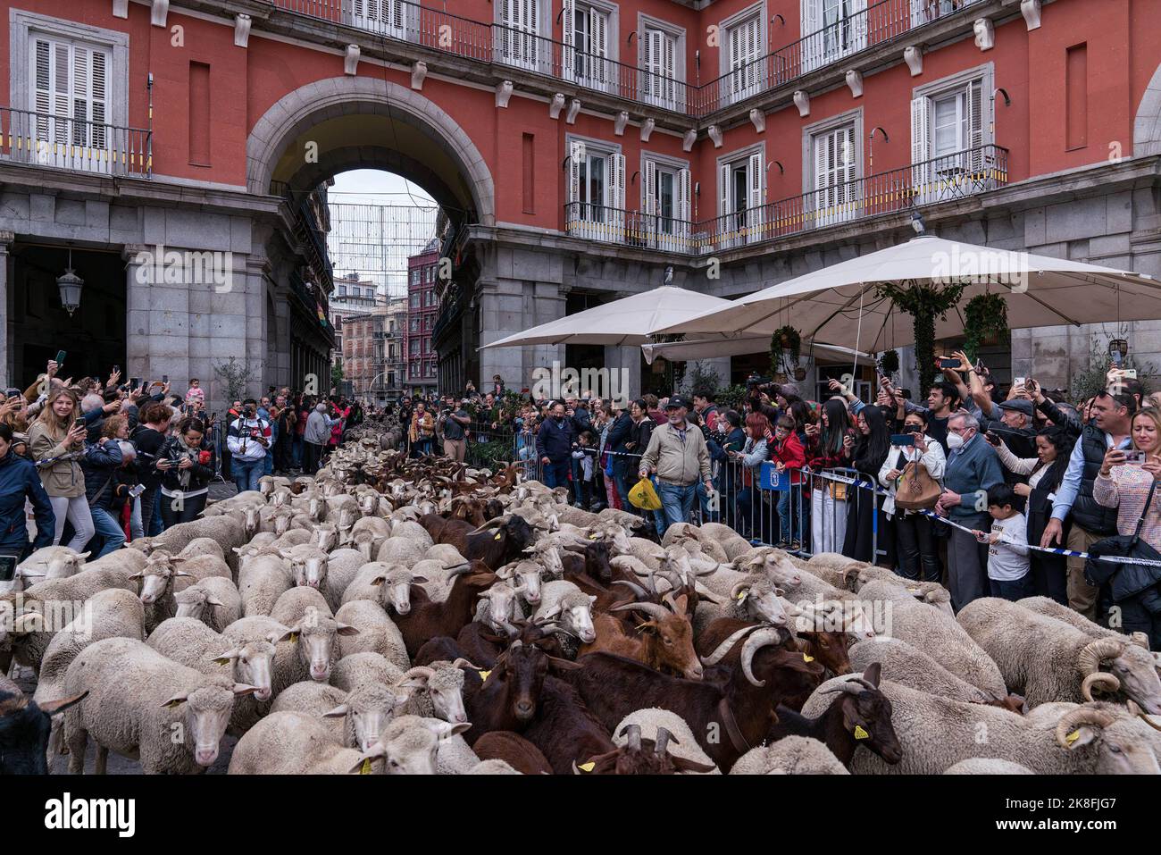 A transhumant herd of goats and sheep, in the Plaza Mayor for first ...