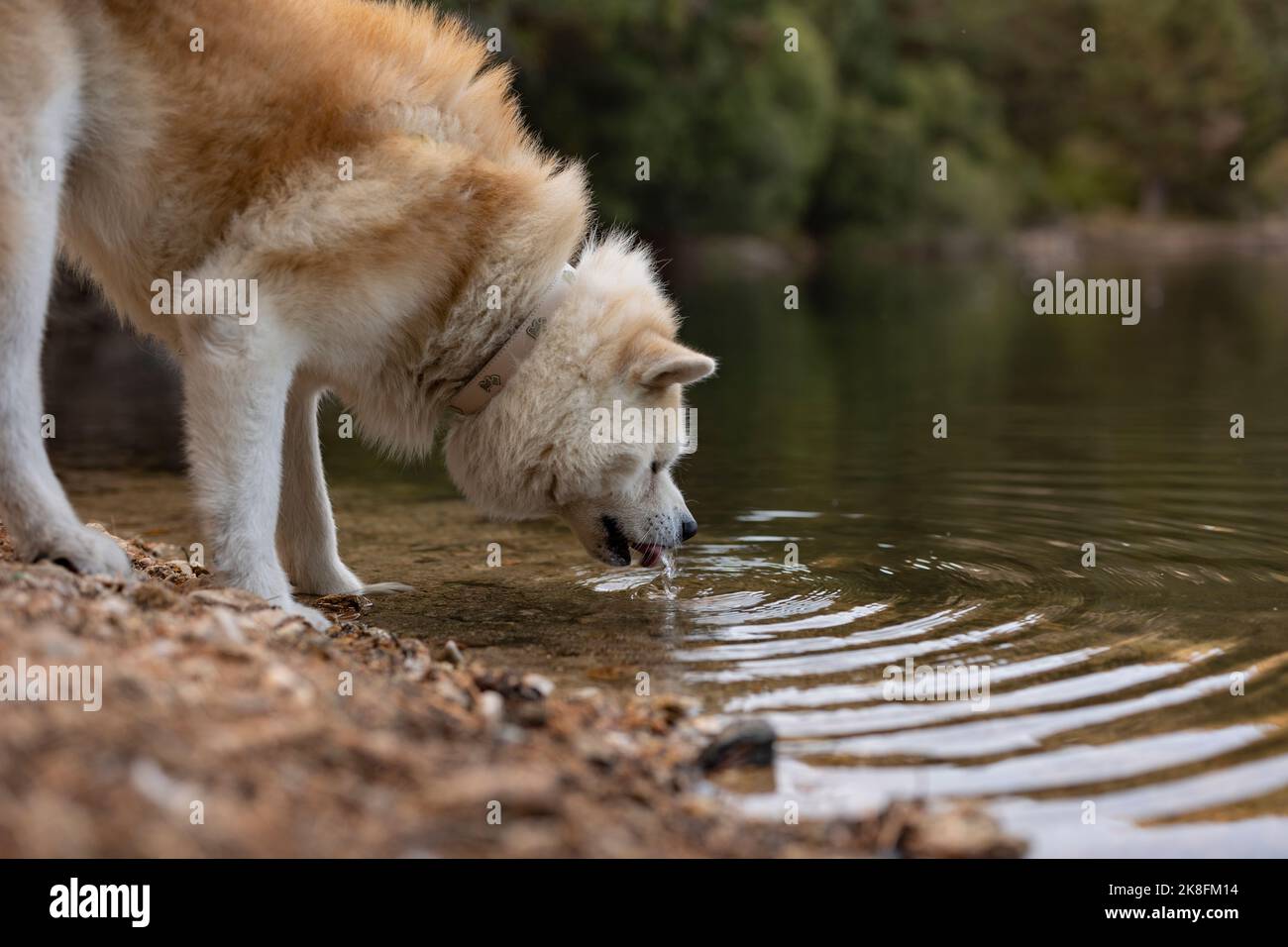 Dog drinking water from lake in forest Stock Photo - Alamy
