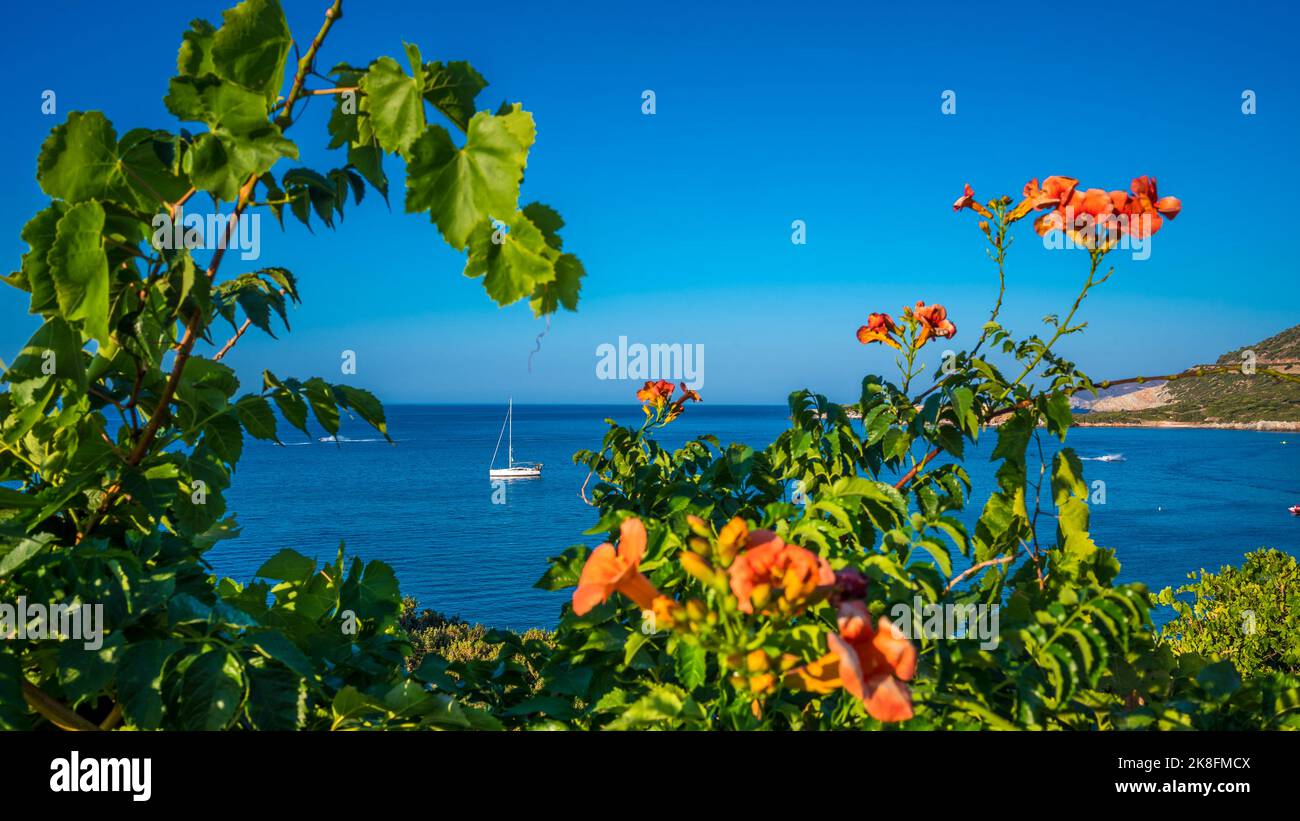 Fresh flowers in front of sailboat on sea Stock Photo - Alamy