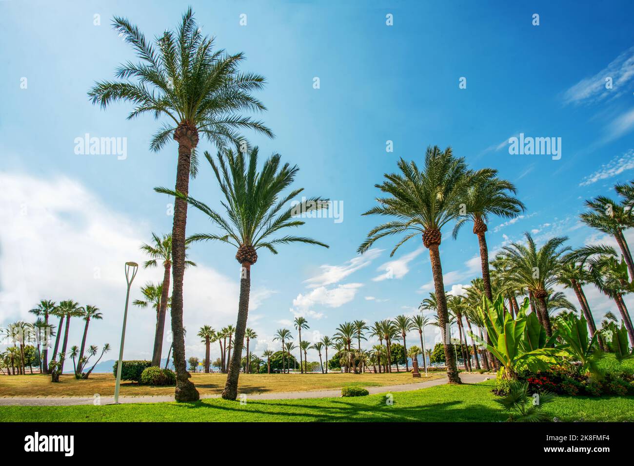 Idyllic palm trees park in left side of Croisette in Cannes with green ...