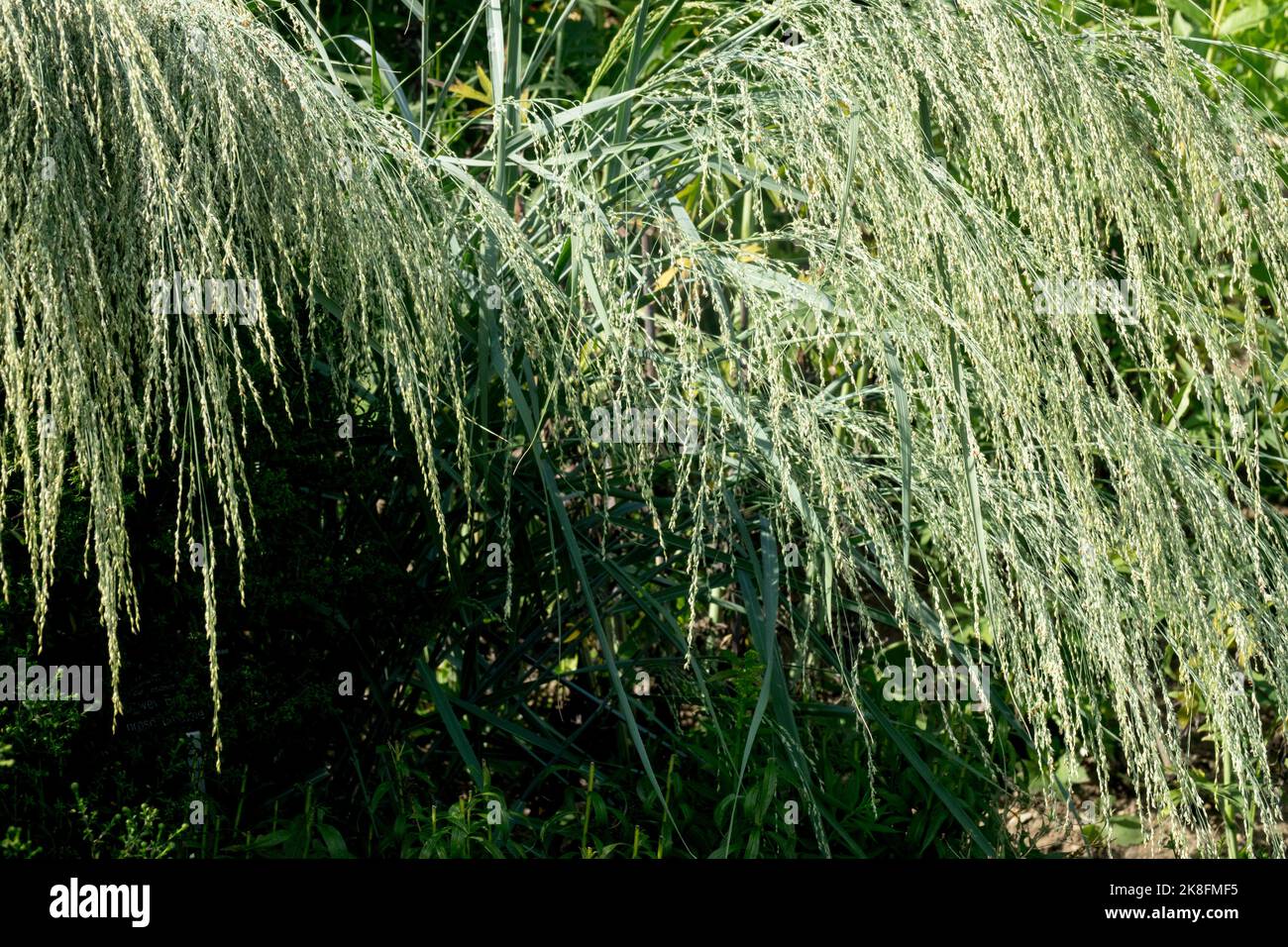 Panicum Amarum
