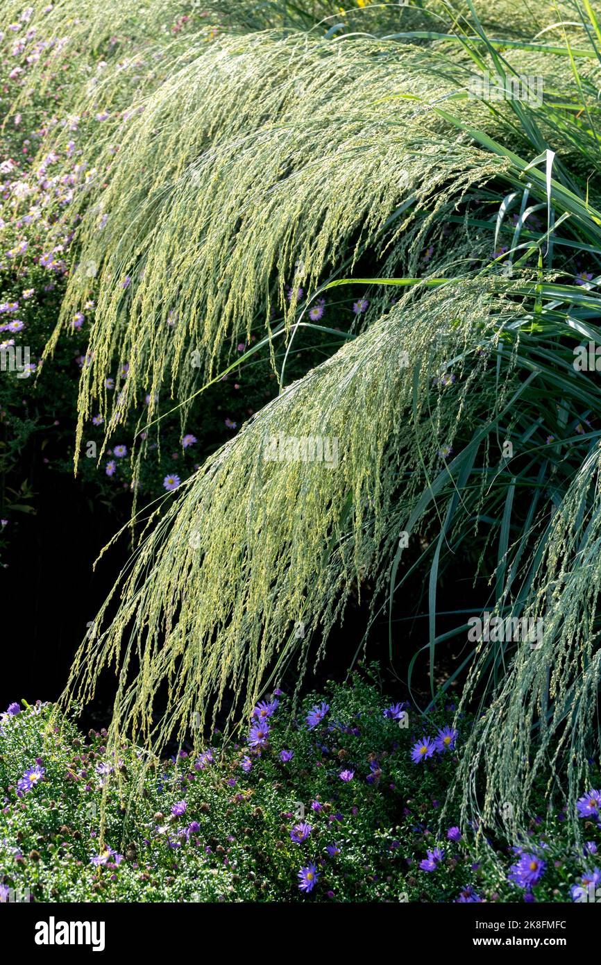 Panicum amarum 'Dewey Blue' Panicum Switch grass smooth, blue-tinted ...