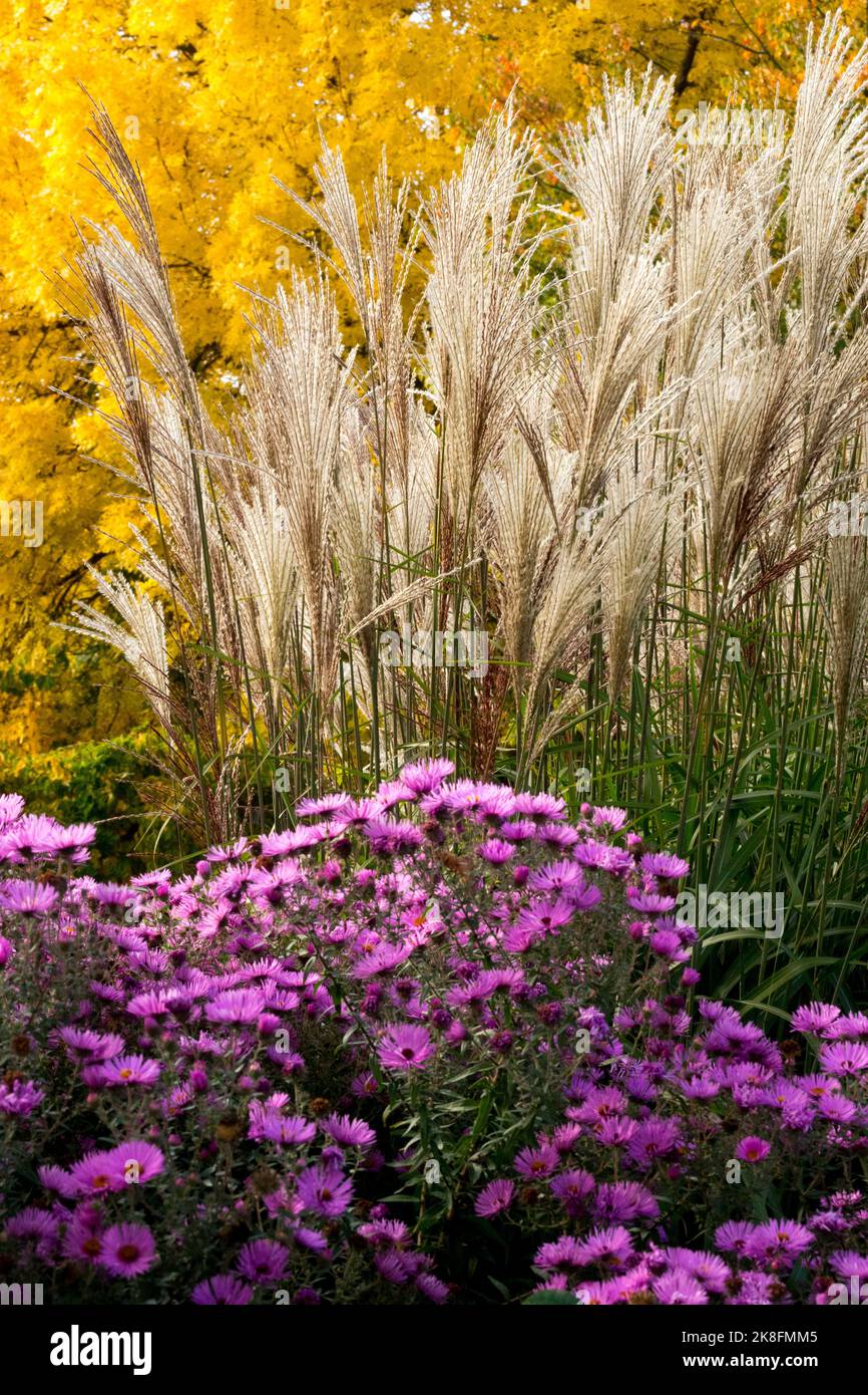 Garden autumn flowers, Aster Miscanthus sinensis Season, Maiden Grass ...