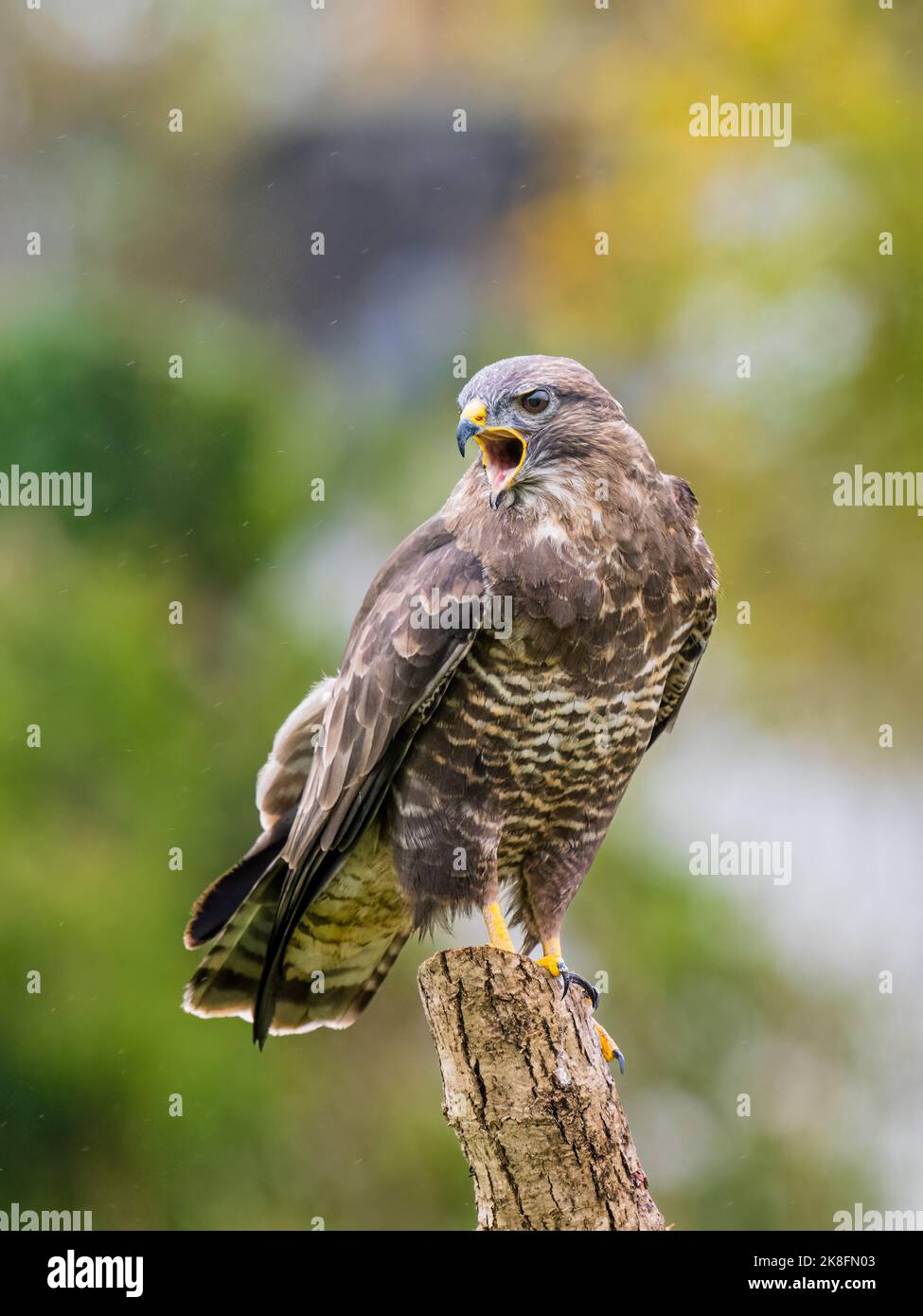 Common buzzard foraging in autumn in mid Wales Stock Photo - Alamy
