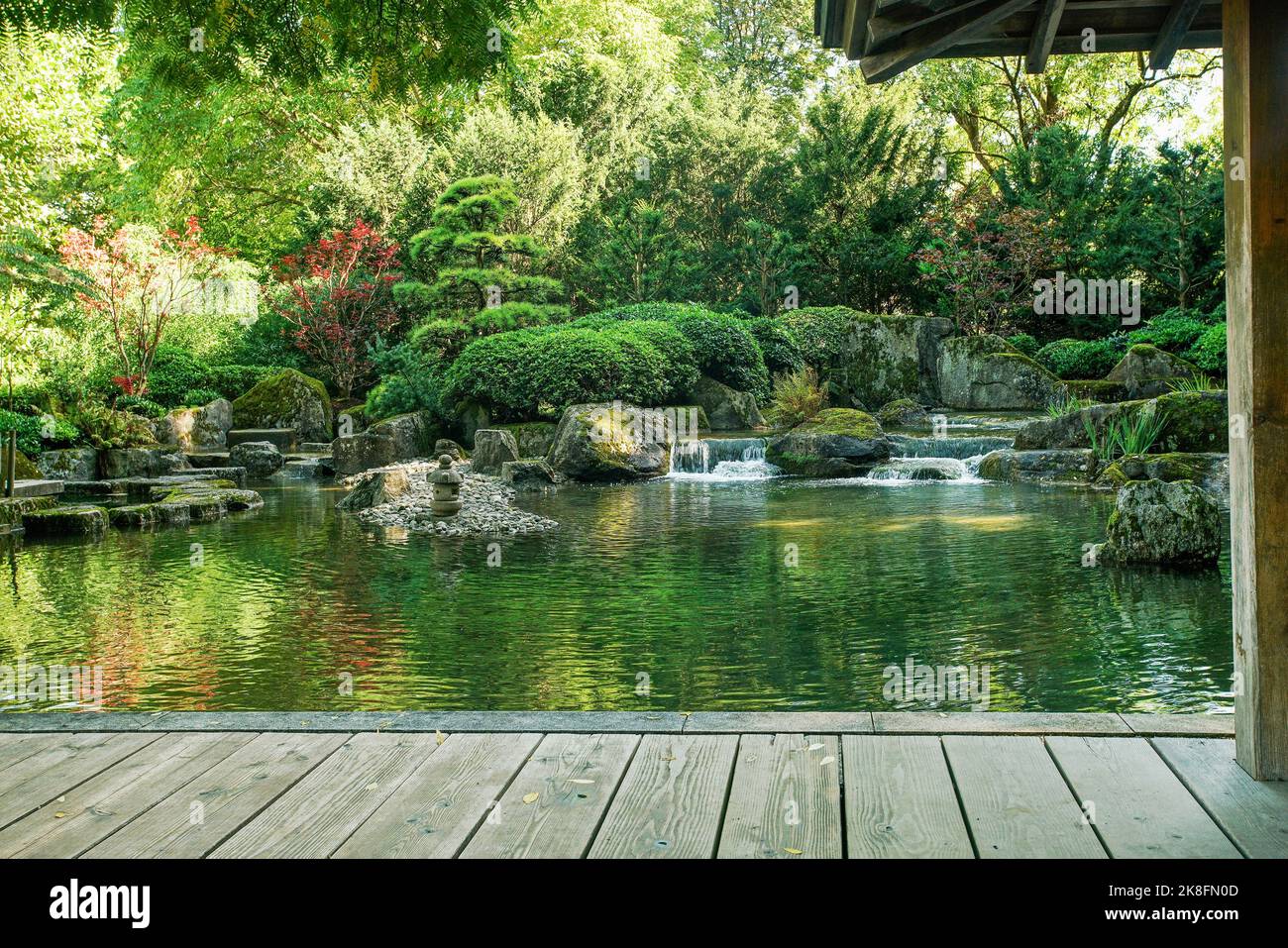 Lovely view on small waterfalls in japanese garden and japanese maple ...