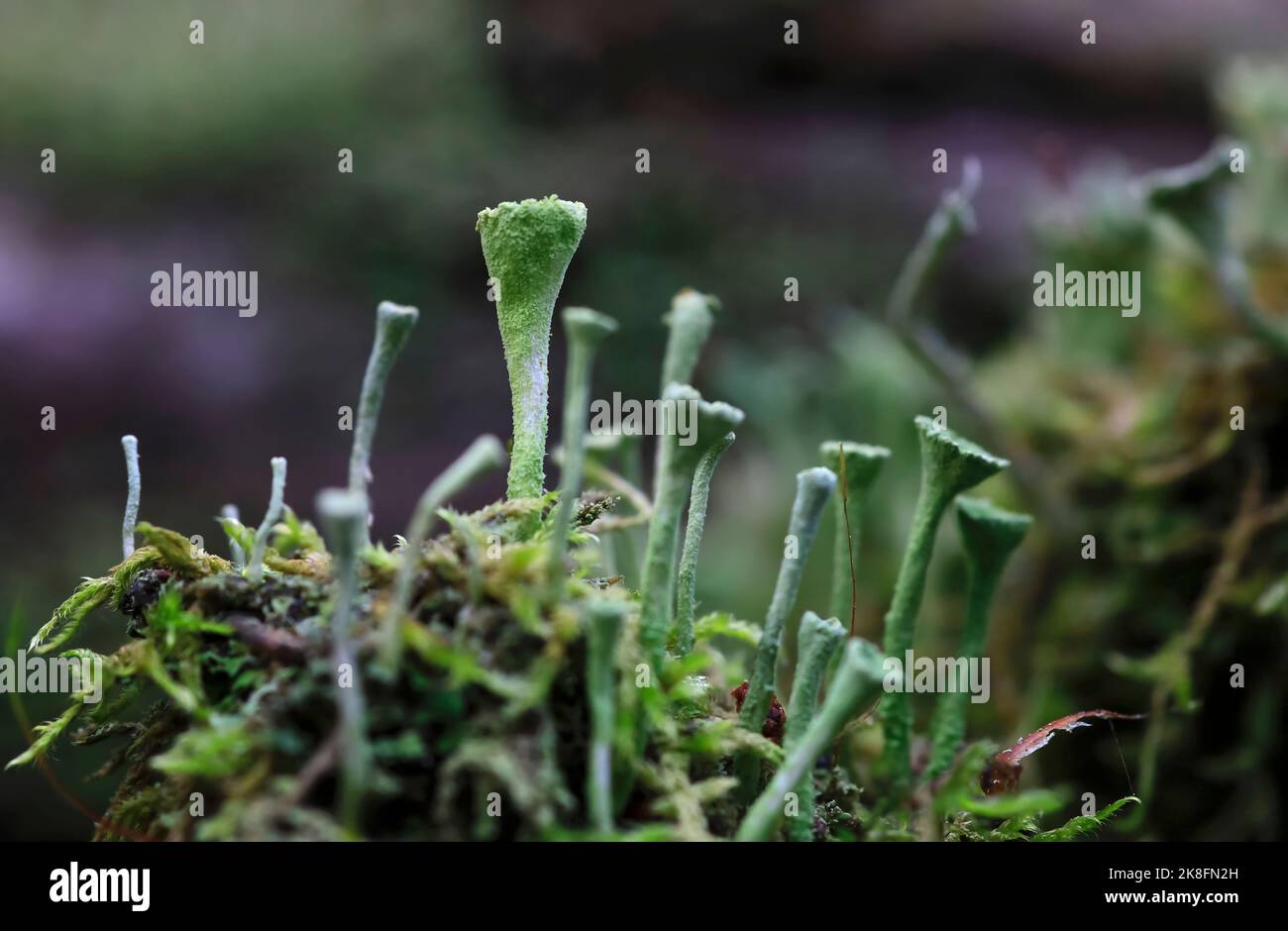 Trumpet cup lichen (Cladonia fimbriata) growing outdoors Stock Photo ...