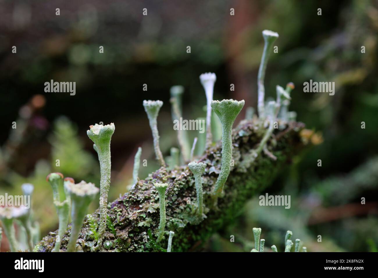 Cladonia fimbriata hi-res stock photography and images - Alamy