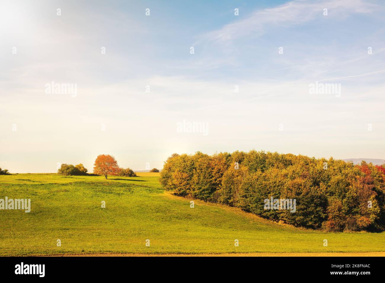 Green meadow on a sunny day in autumn.Colorful trees in background ...