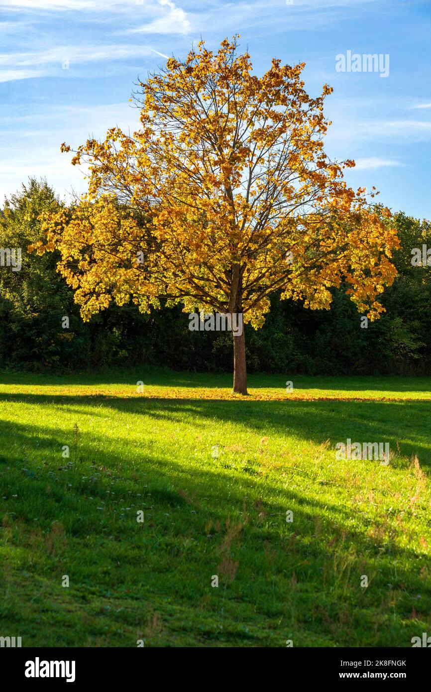 Vertical view single tree hi-res stock photography and images - Alamy