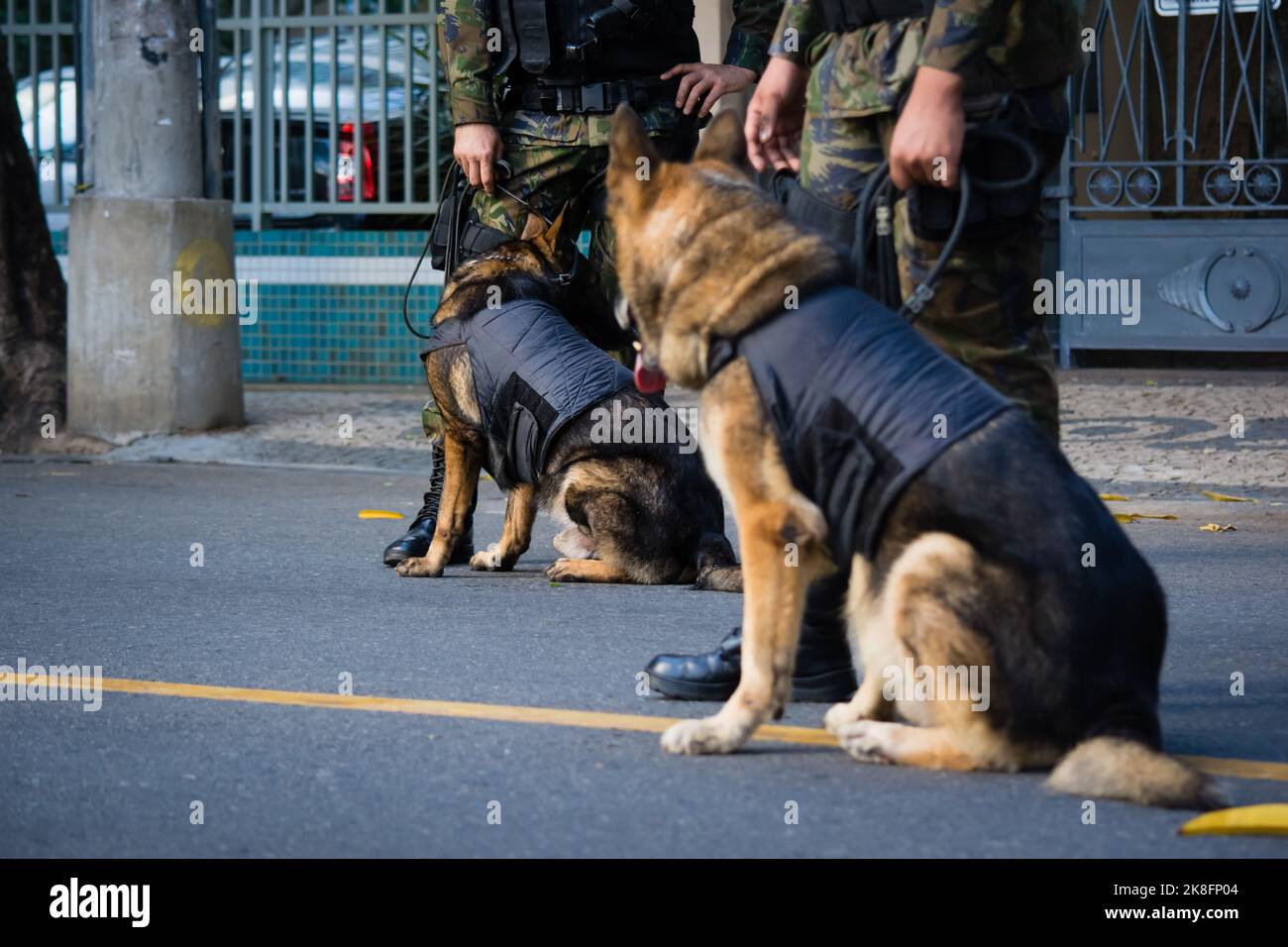 Patriotic dogs hi-res stock photography and images - Alamy