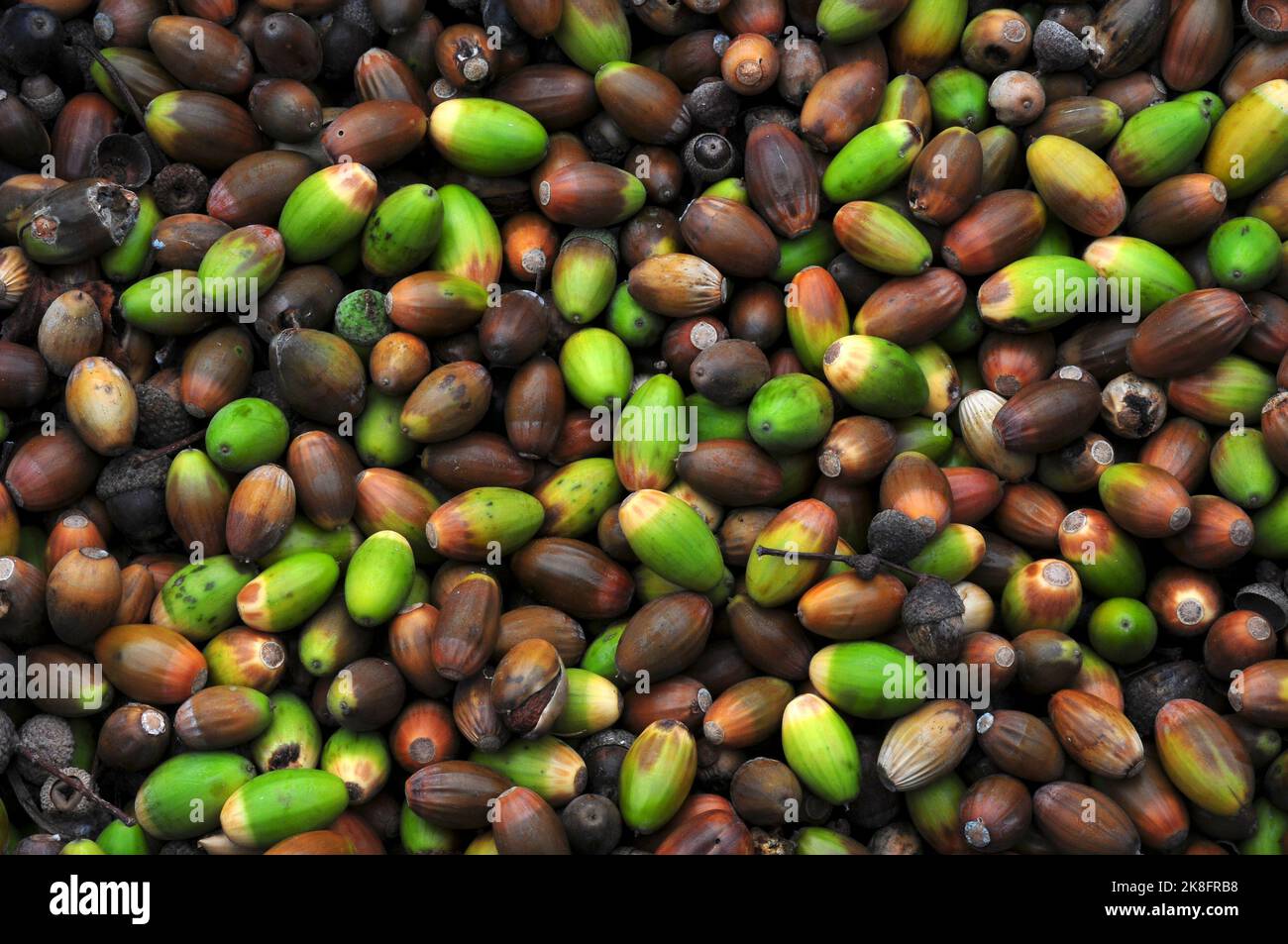 Collection of freshly fallen oak acorns Stock Photo - Alamy