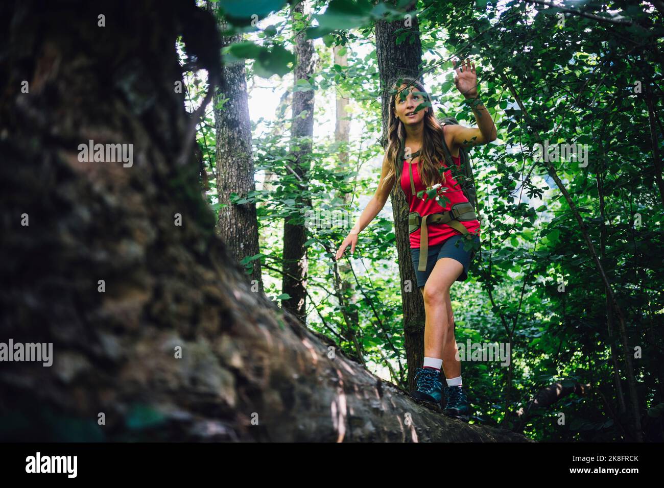 Curious hiker exploring forest walking on fallen tree Stock Photo - Alamy