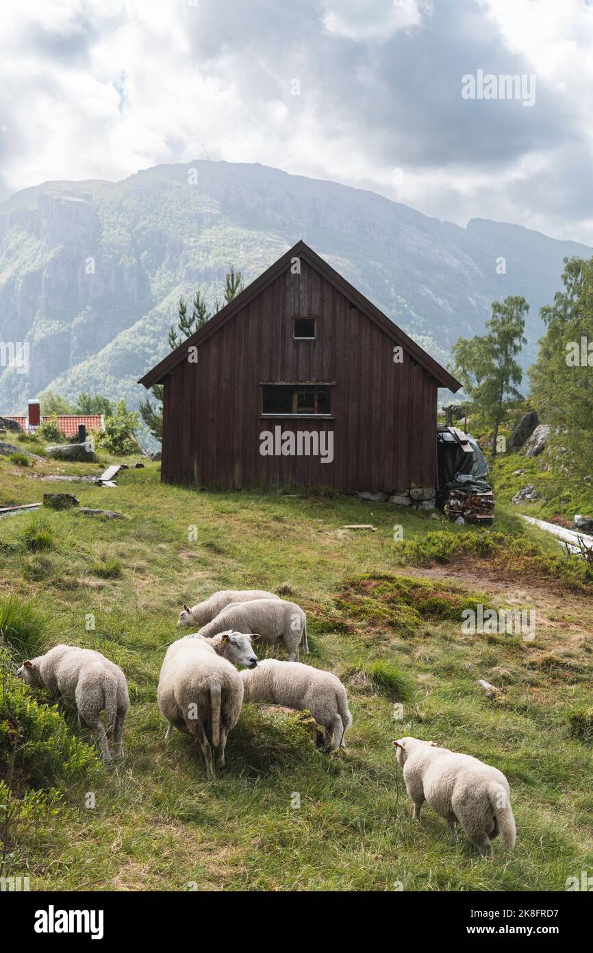 Sheep grazing on grass in front of mountain hut Stock Photo - Alamy