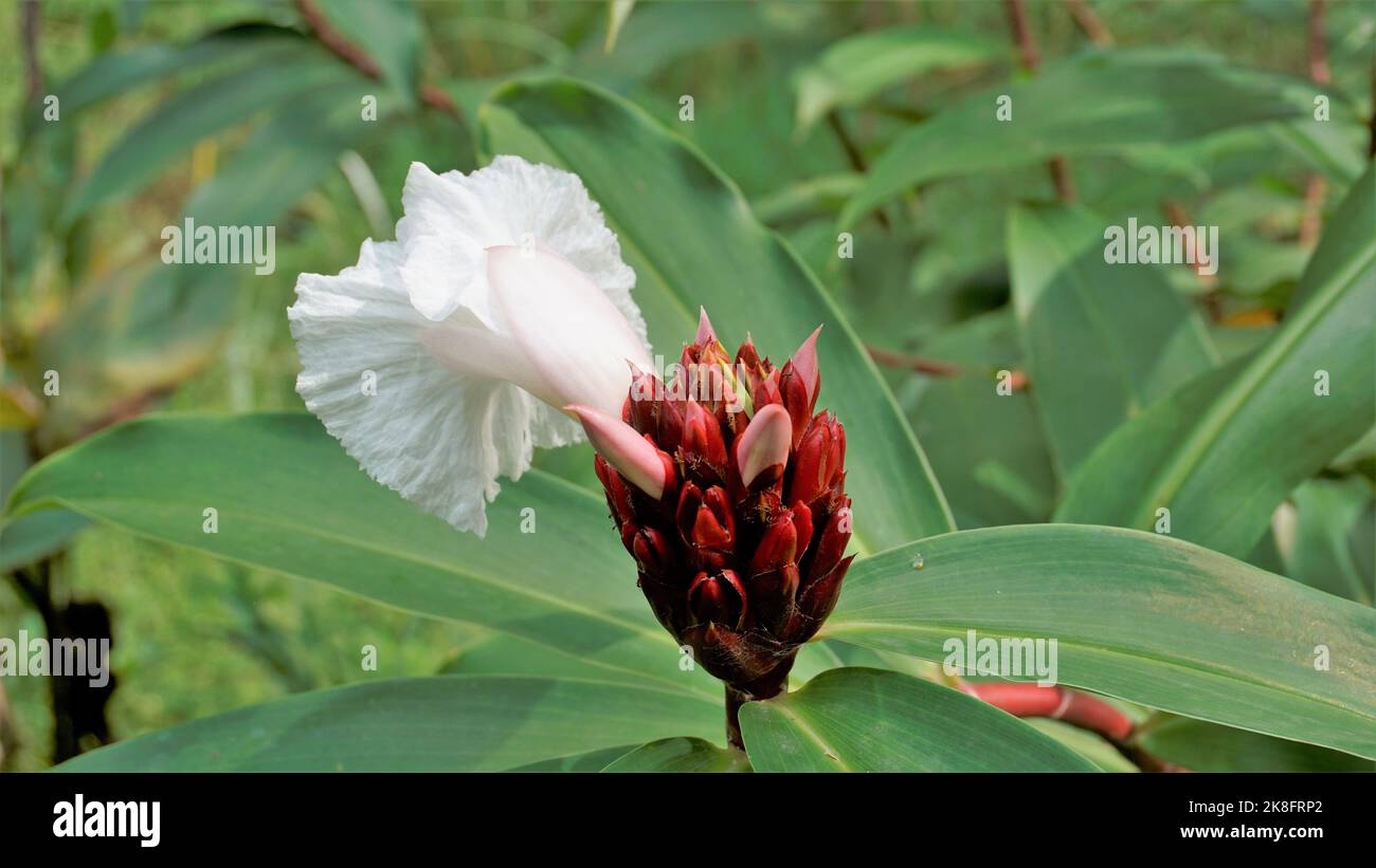 Beautiful flowers of Cheilocostus speciosus also known as Cane reed ...
