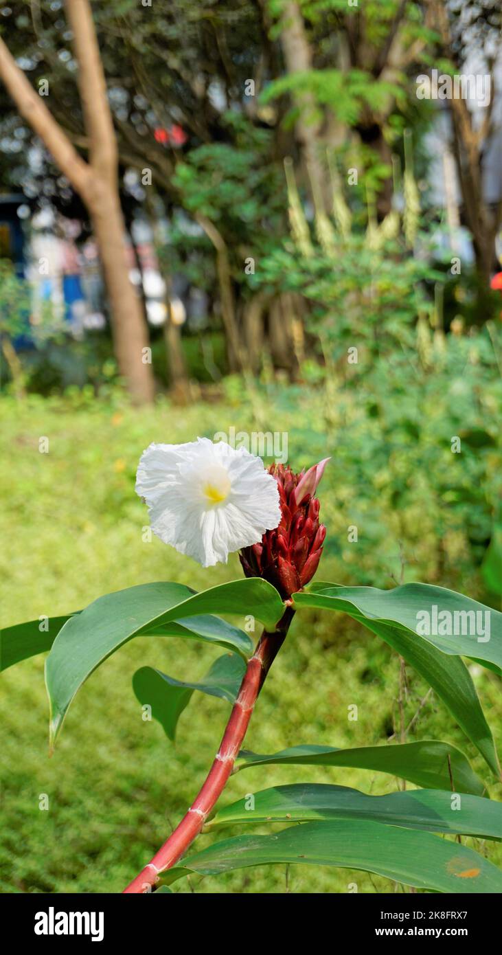 Mizo hi-res stock photography and images - Alamy