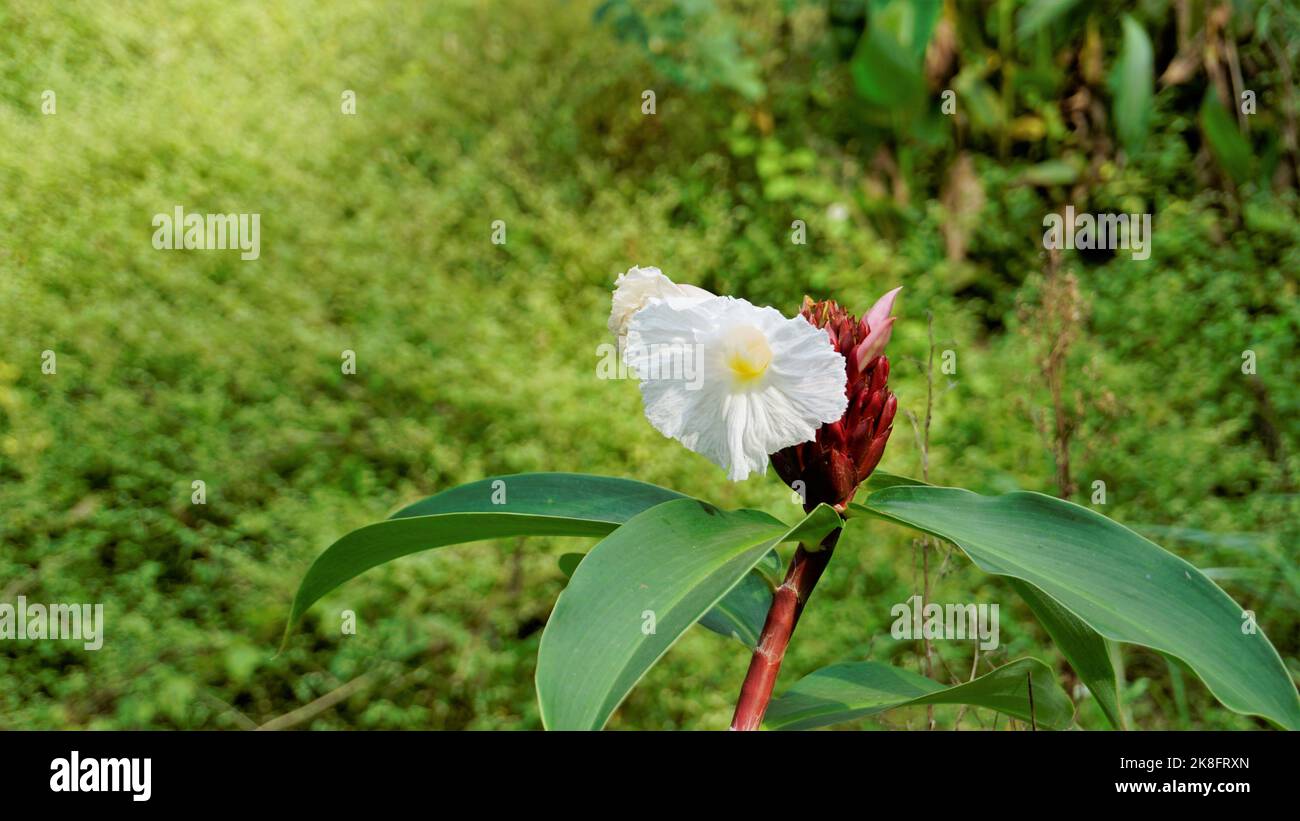 Beautiful flowers of Cheilocostus speciosus also known as Cane reed ...