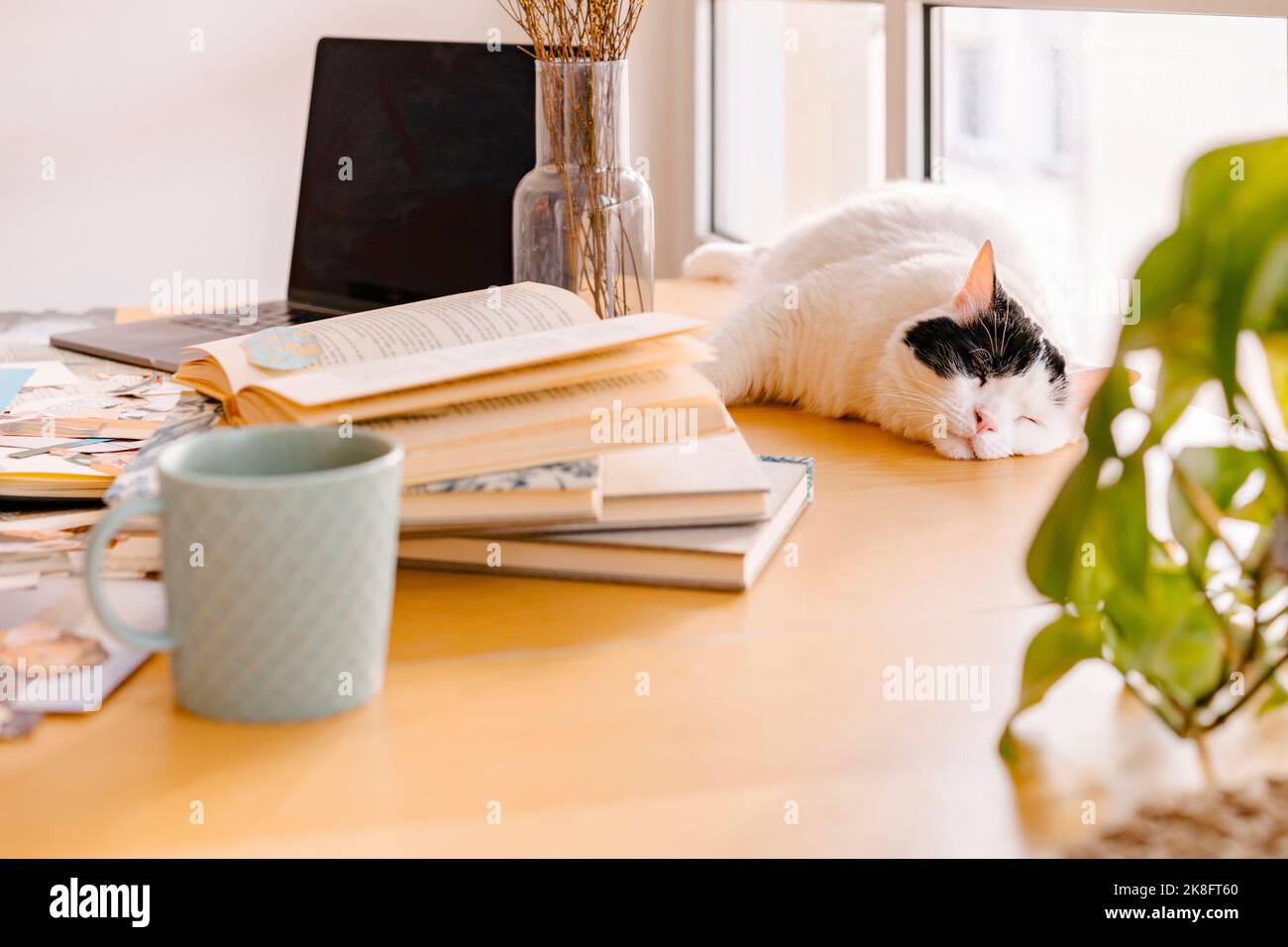 Cat Asleep At Desk