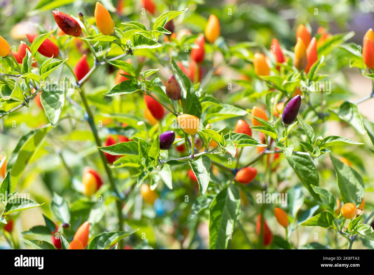 Closed up of yellow, red, purple color chilli plant with blurred ...