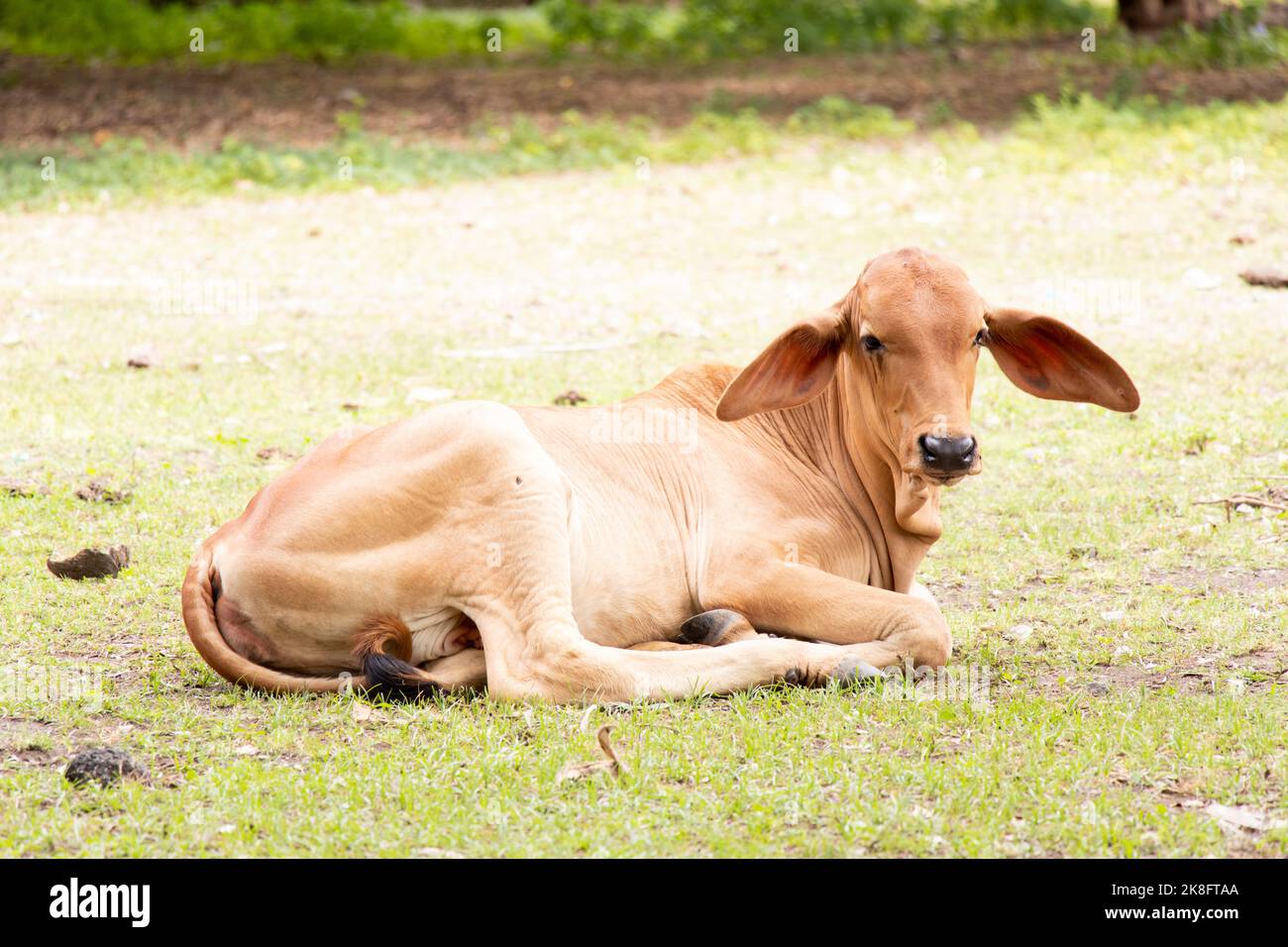 Brown cow lying down on green grass background Stock Photo - Alamy