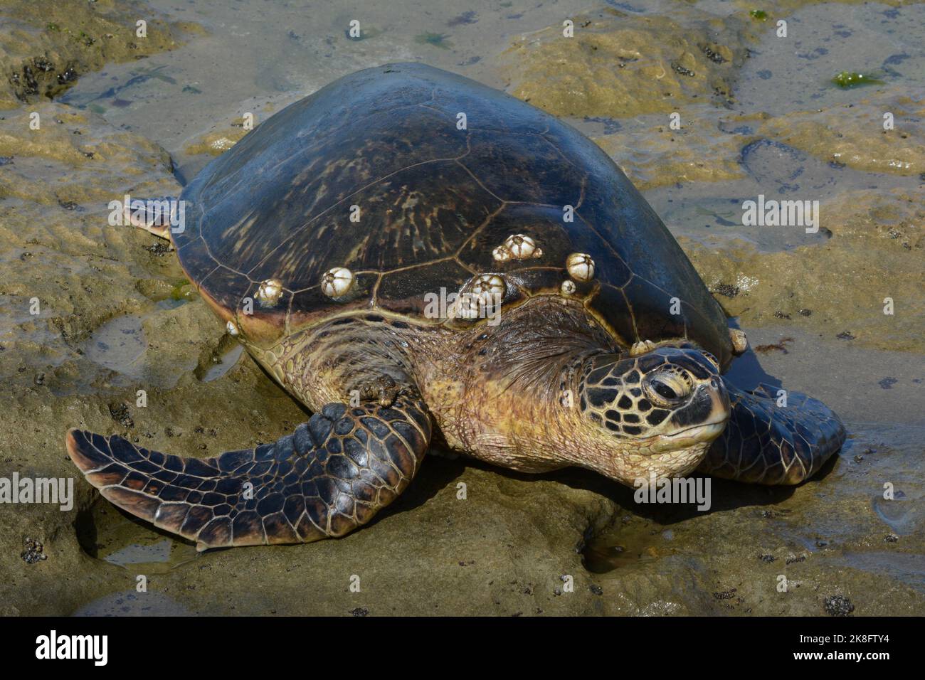 Prefrontal scales hi-res stock photography and images - Alamy