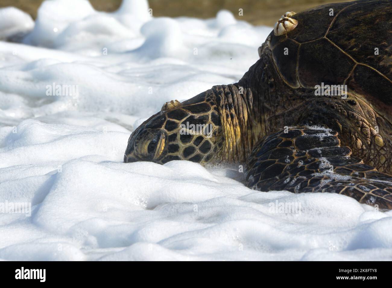 An adult female Green Sea Turtle (Chelonia mydas) basking on the shore ...