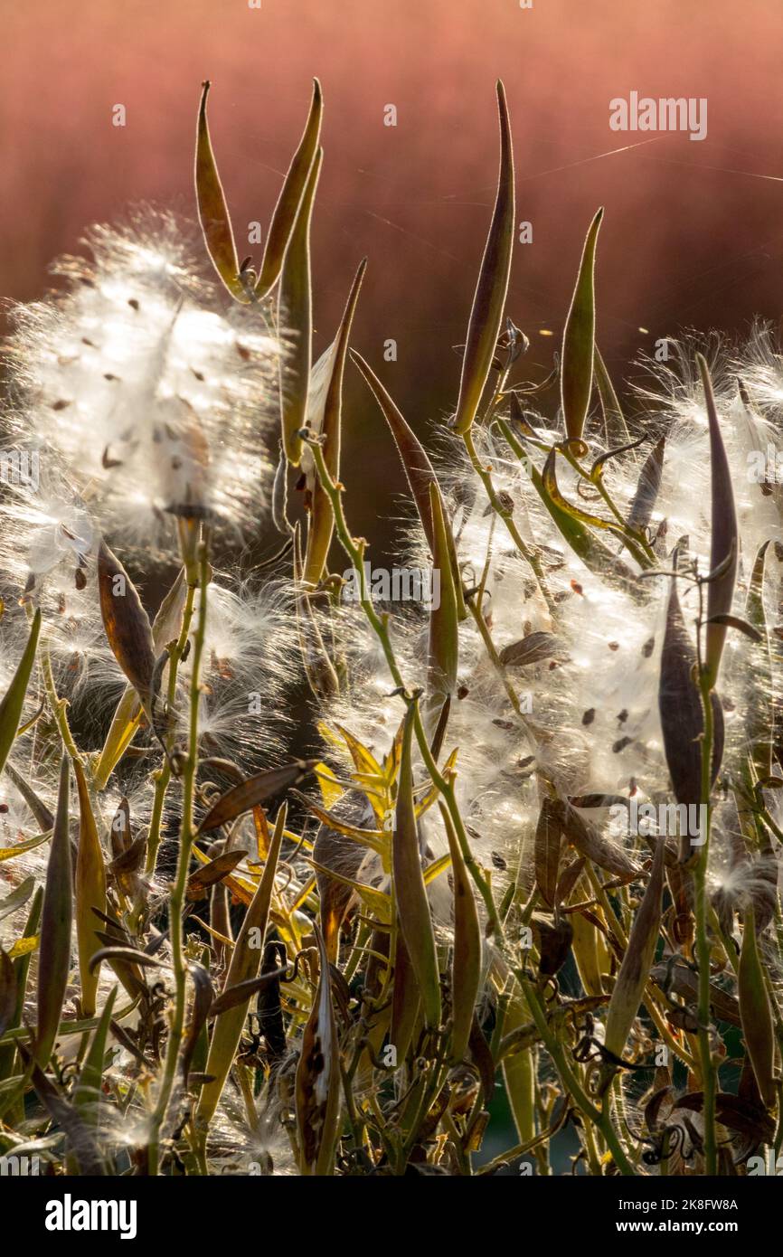 Silky fluff of seeds Asclepias tuberosa, Butterfly Milkweed, Seed heads ...