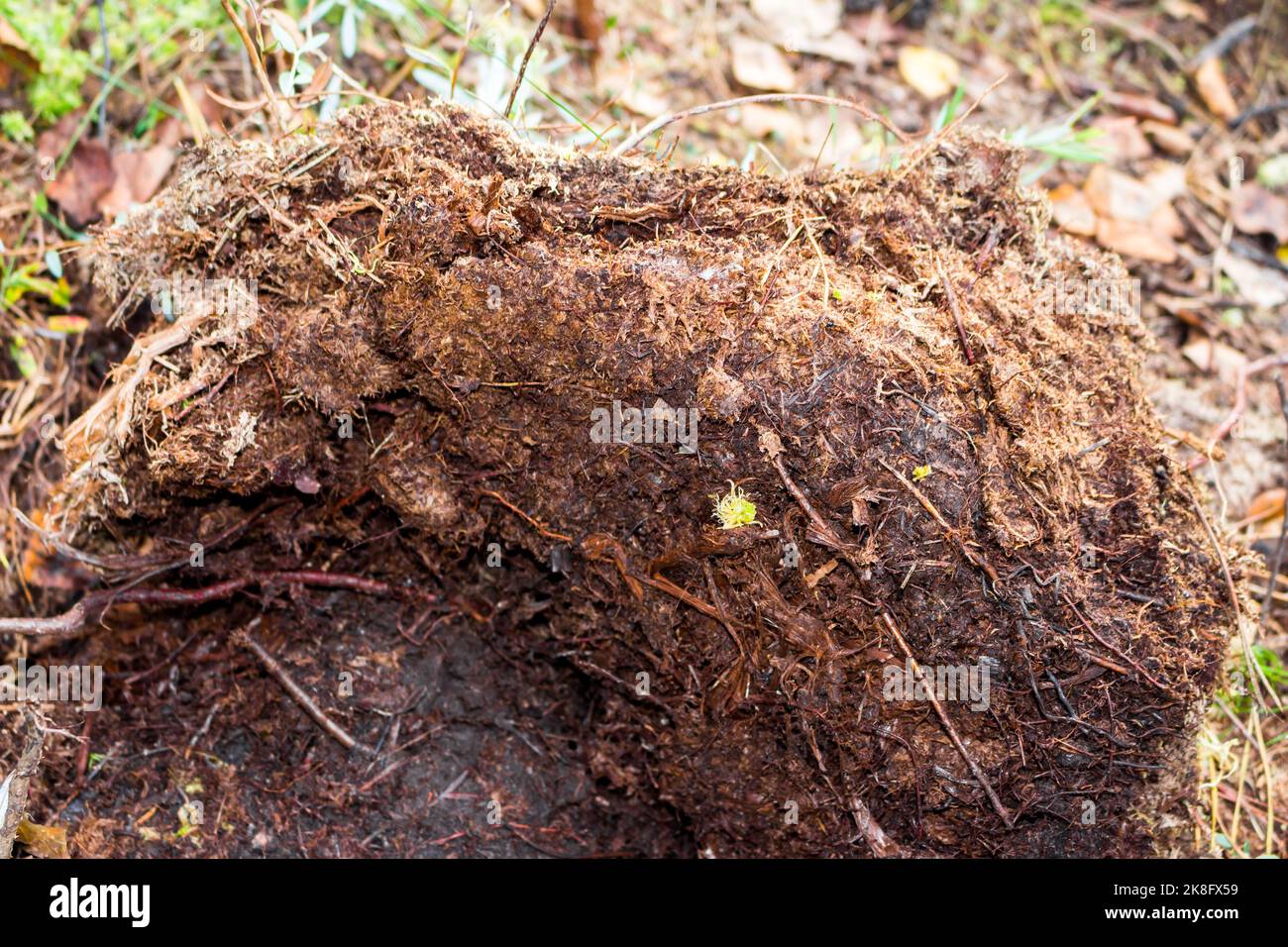 The top layer of a peat bog, the formation of peat from organic ...