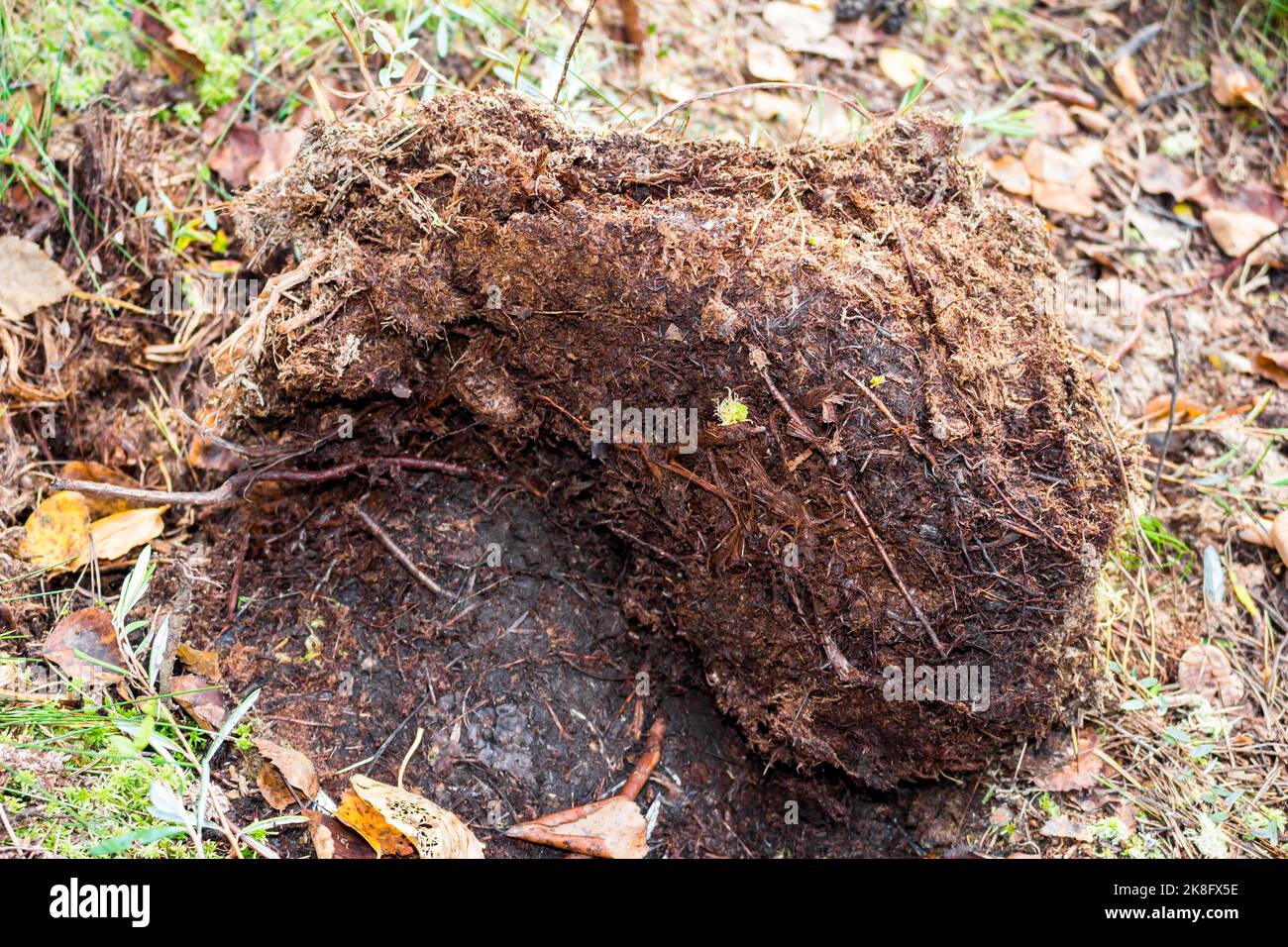 The top layer of a peat bog, the formation of peat from organic ...