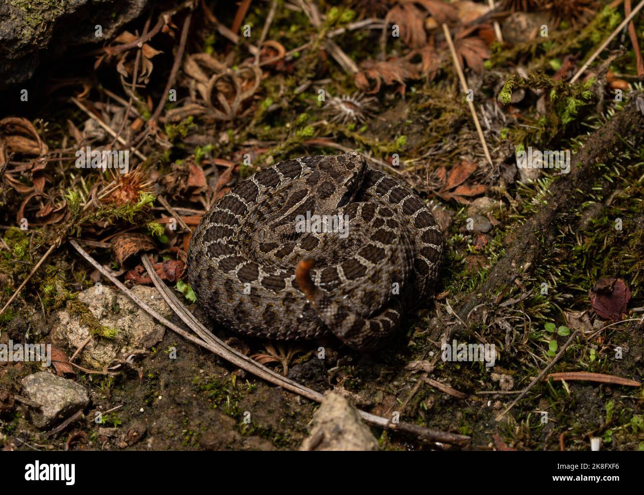 Central Plateau dusky rattlesnake (Crotalus triseriatus) from Morelos ...