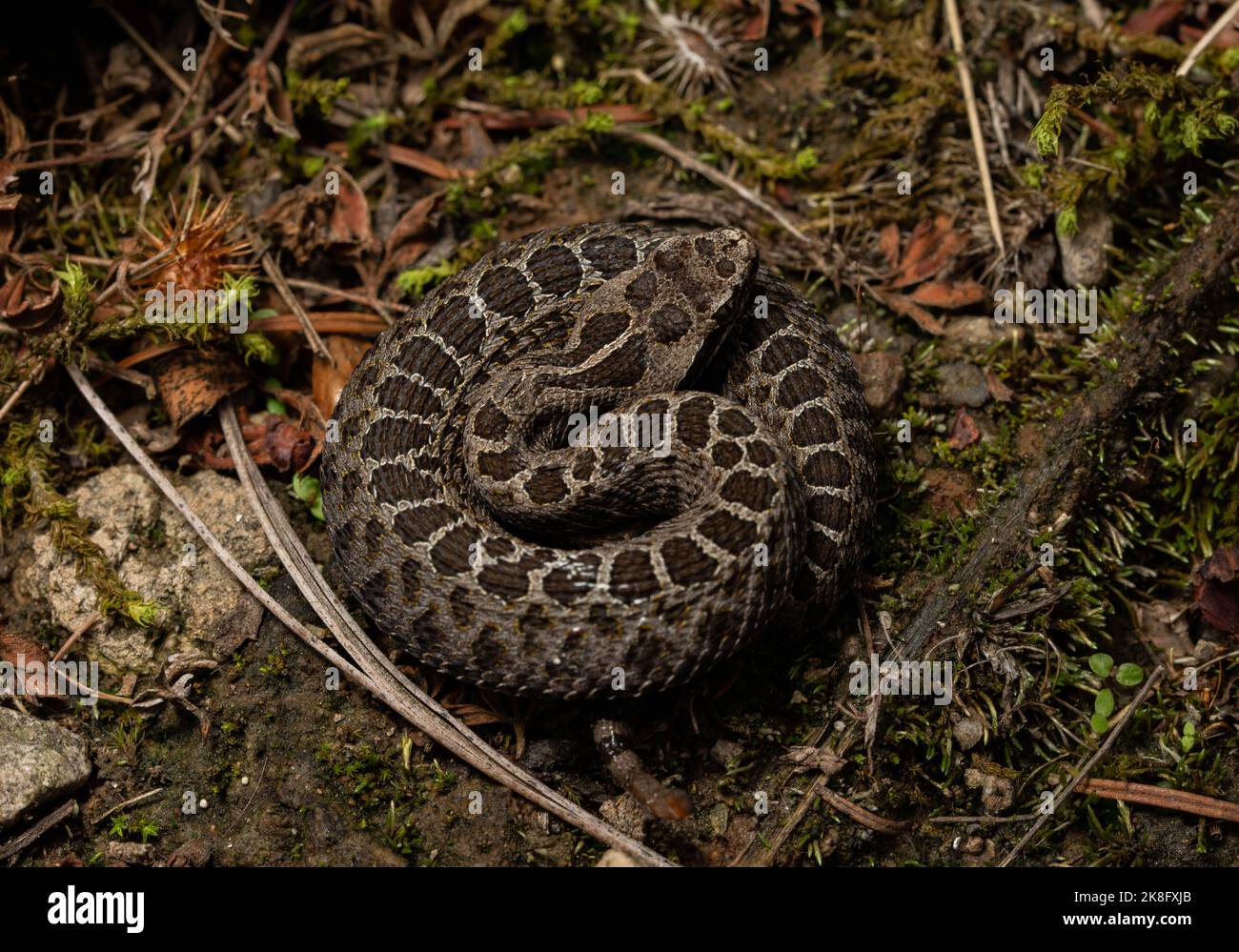 Central Plateau dusky rattlesnake (Crotalus triseriatus) from Morelos ...