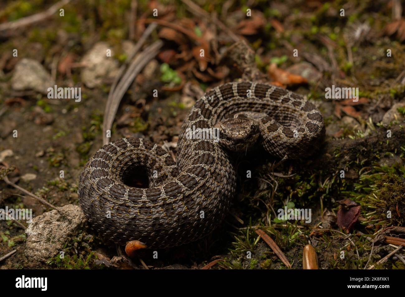 Central Plateau dusky rattlesnake (Crotalus triseriatus) from Morelos ...