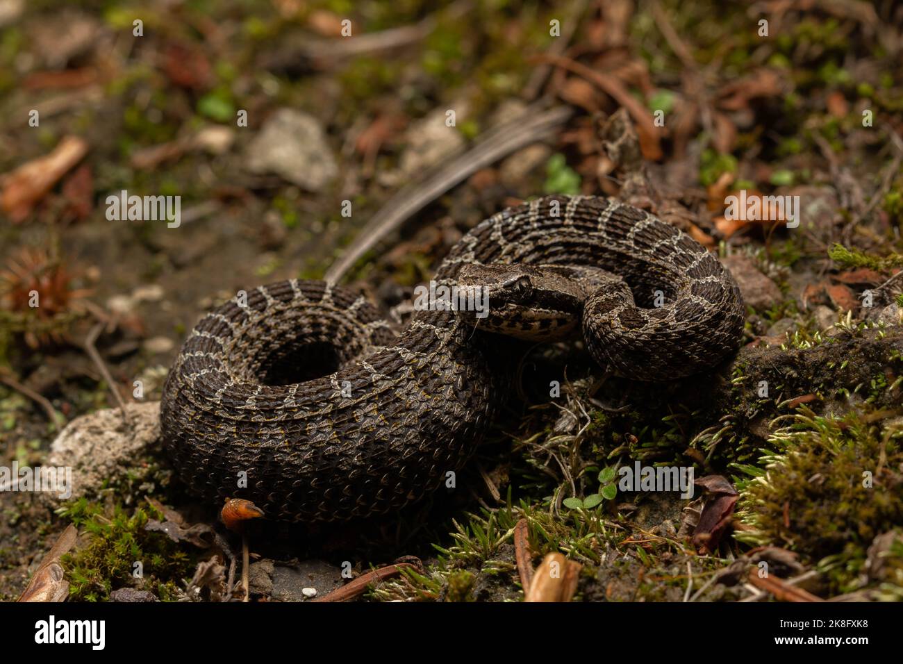 Central Plateau dusky rattlesnake (Crotalus triseriatus) from Morelos ...