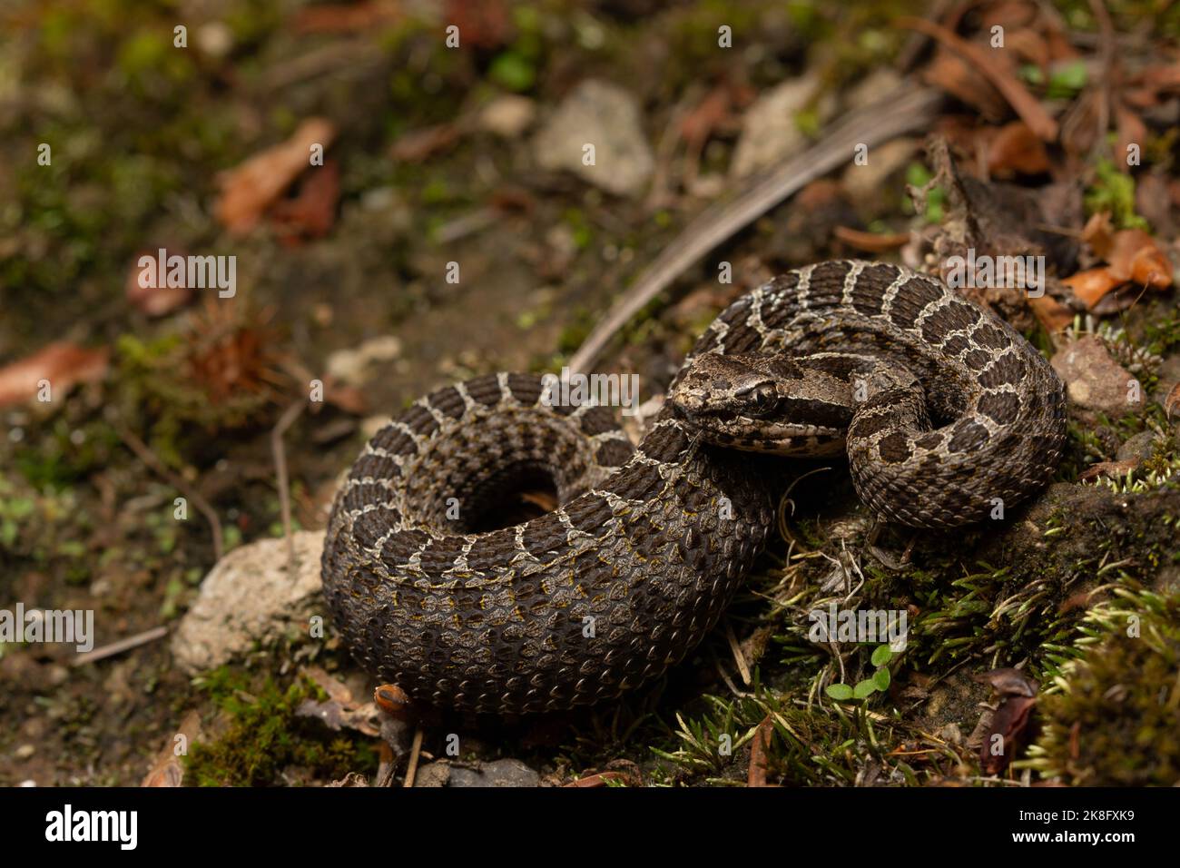 Central Plateau dusky rattlesnake (Crotalus triseriatus) from Morelos ...