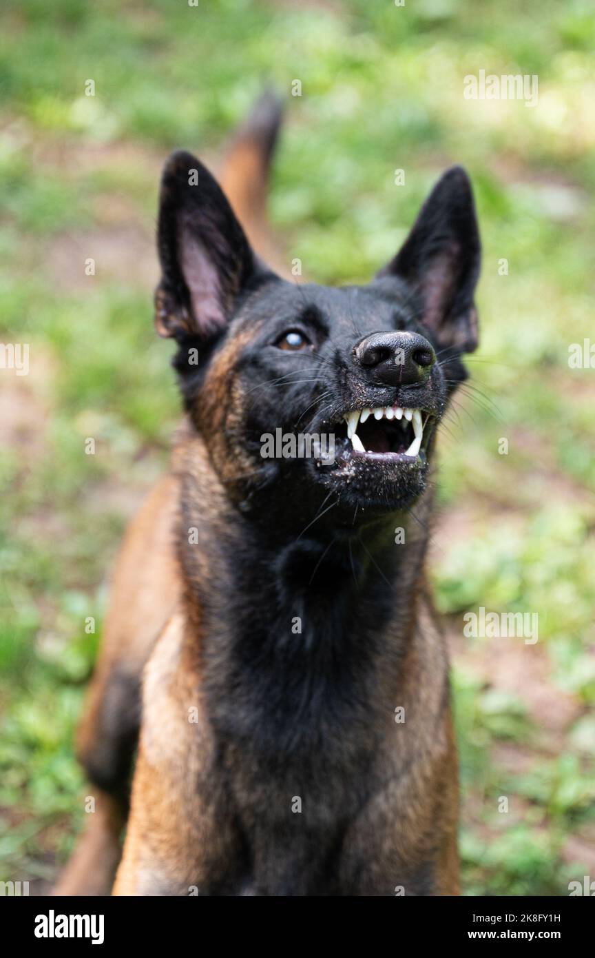 Belgian Malinois Titanium Teeth
