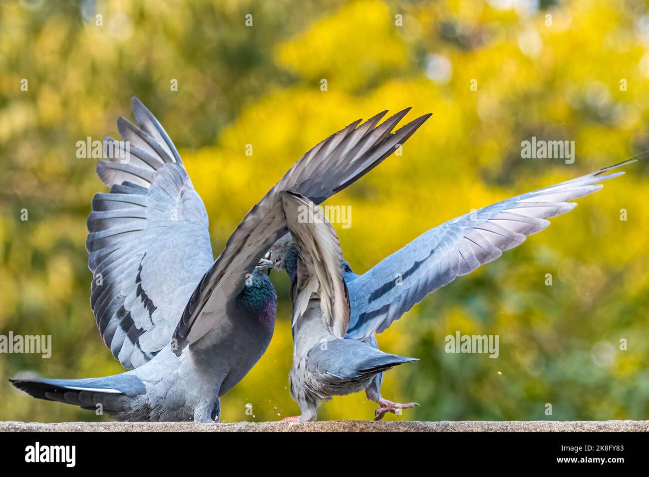 Dancing pigeon hi-res stock photography and images - Alamy