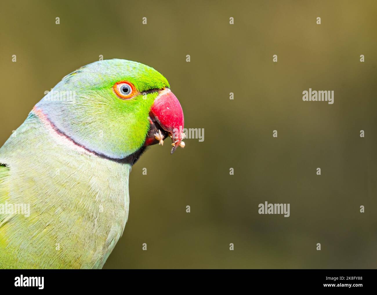 A close up of a rose ringed parrot with beautiful eyes Stock Photo - Alamy