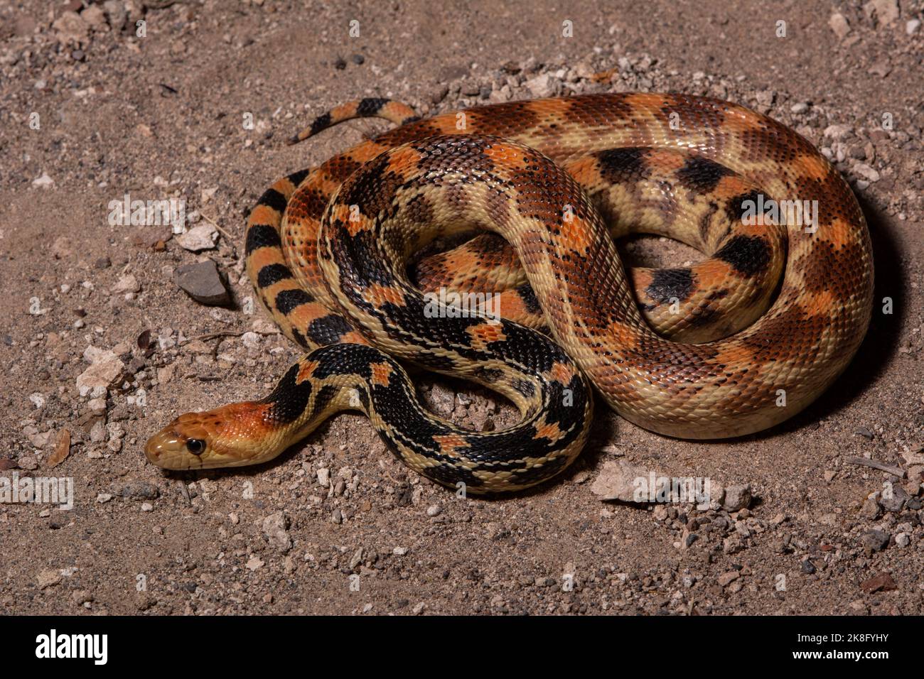 Baja California Gophersnake (Pituophis vertebralis bimaris) from San ...