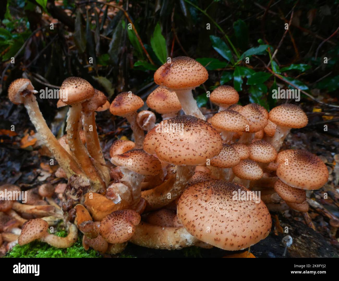 Armillaria ostoyae or Dark Honey Fungus growing on a dead tree trunk in ...
