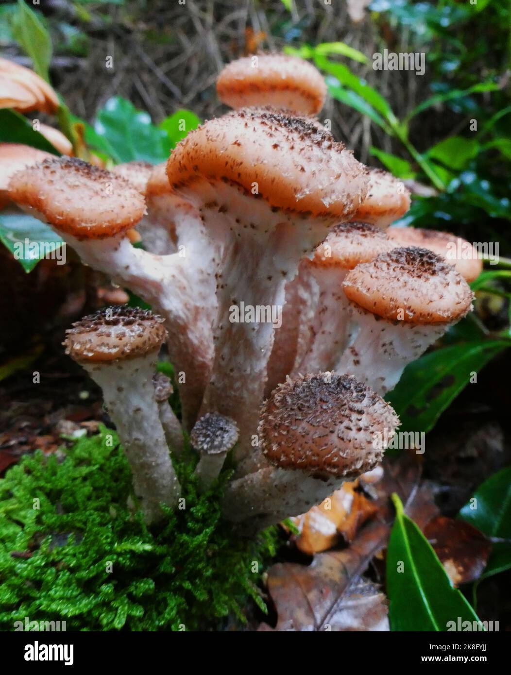 Armillaria ostoyae or Dark Honey Fungus growing on a dead tree trunk in ...