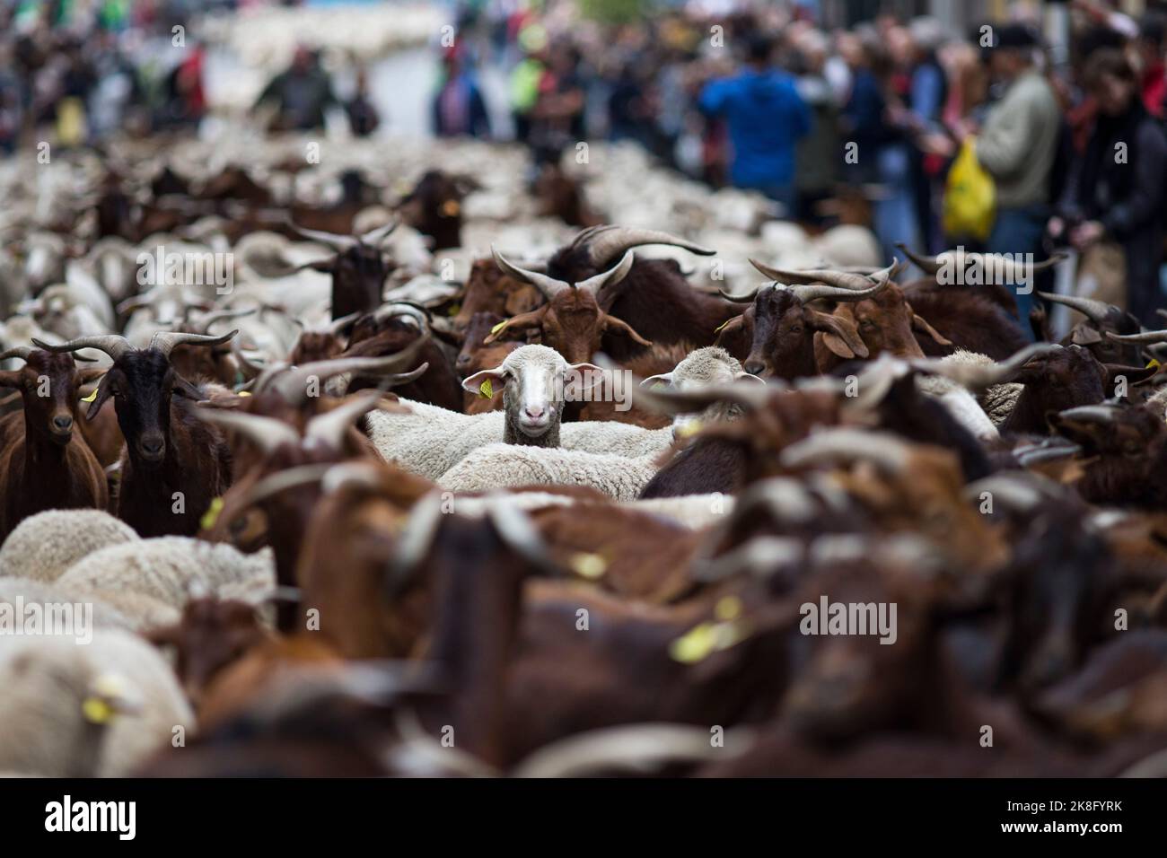 A part of the flock of sheep stops during the transhumance festival ...