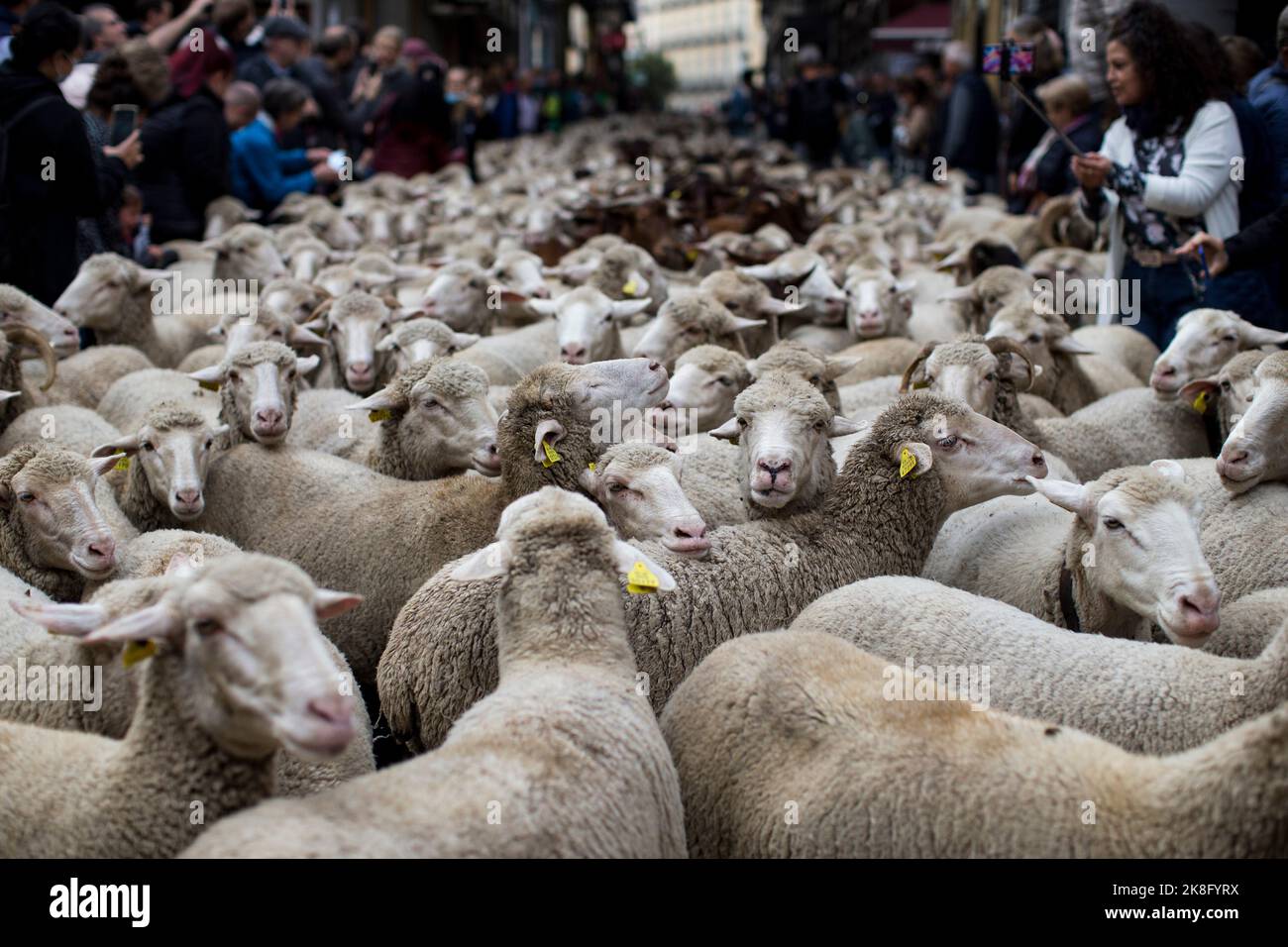 A part of the flock of sheep stops during the transhumance festival ...