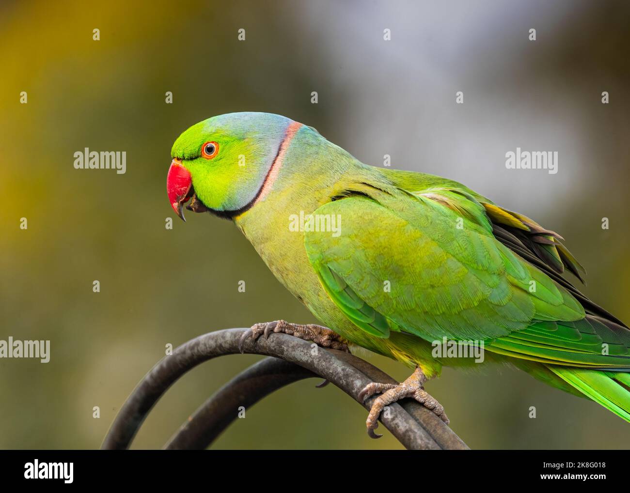 A Rose Ringed parrot resting on a pipe Stock Photo - Alamy