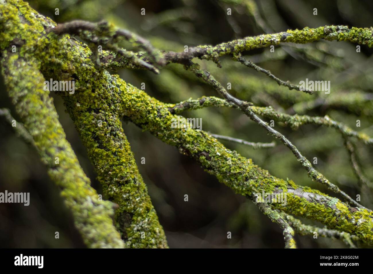 Moss on old tree hi-res stock photography and images - Alamy